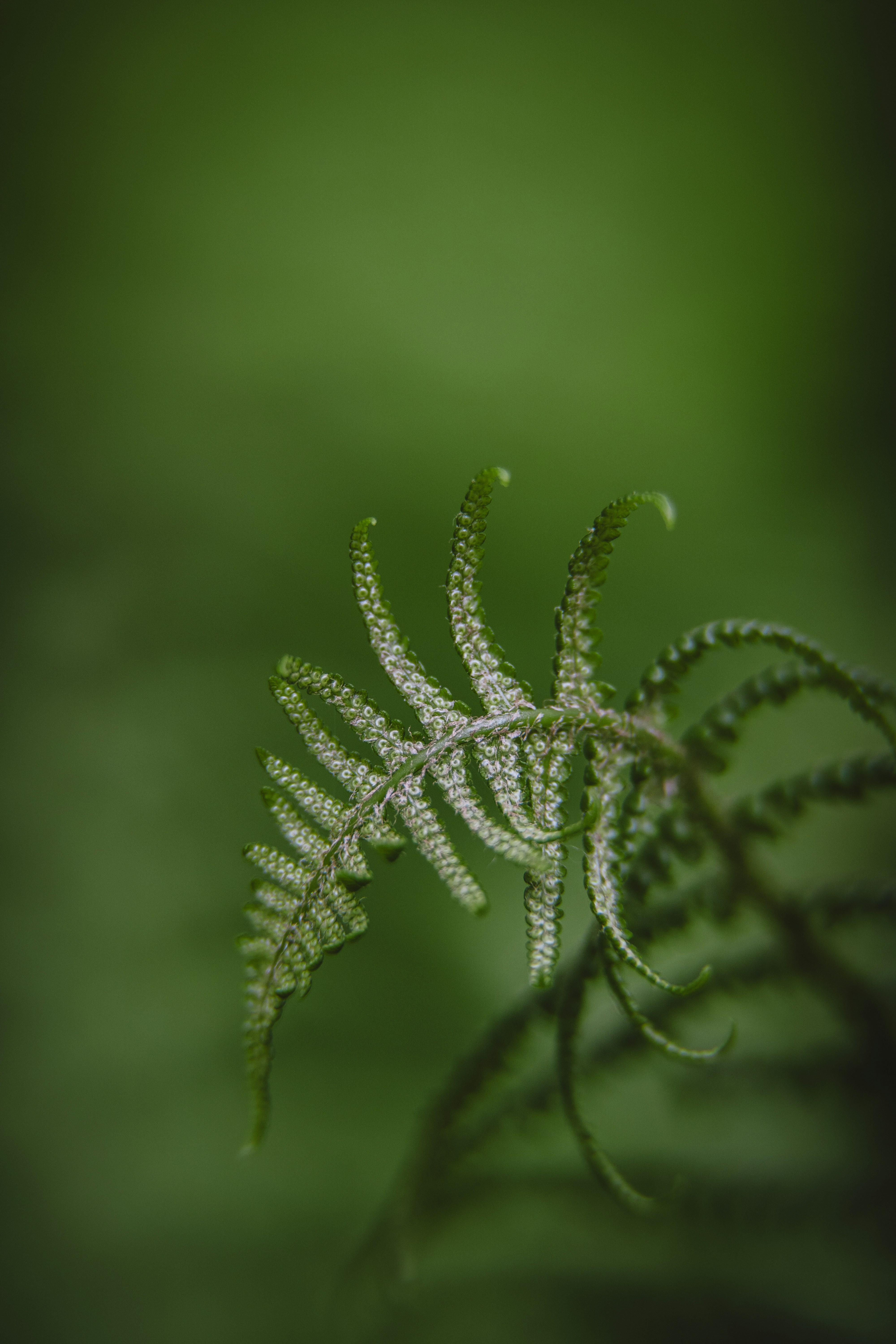 Dew-kissed fern fronds in quiet green glow