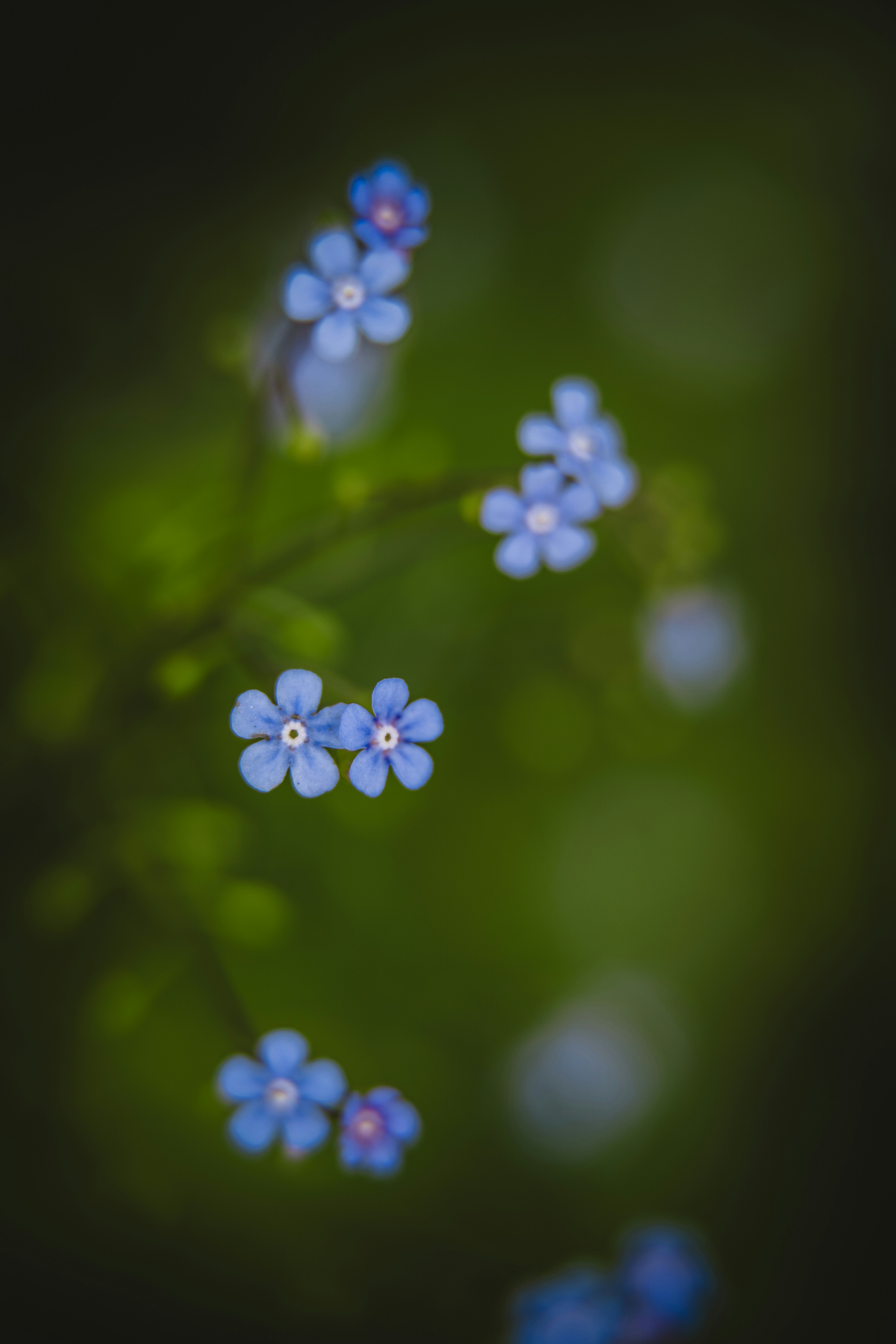 Azure blossoms in a shallow green embrace