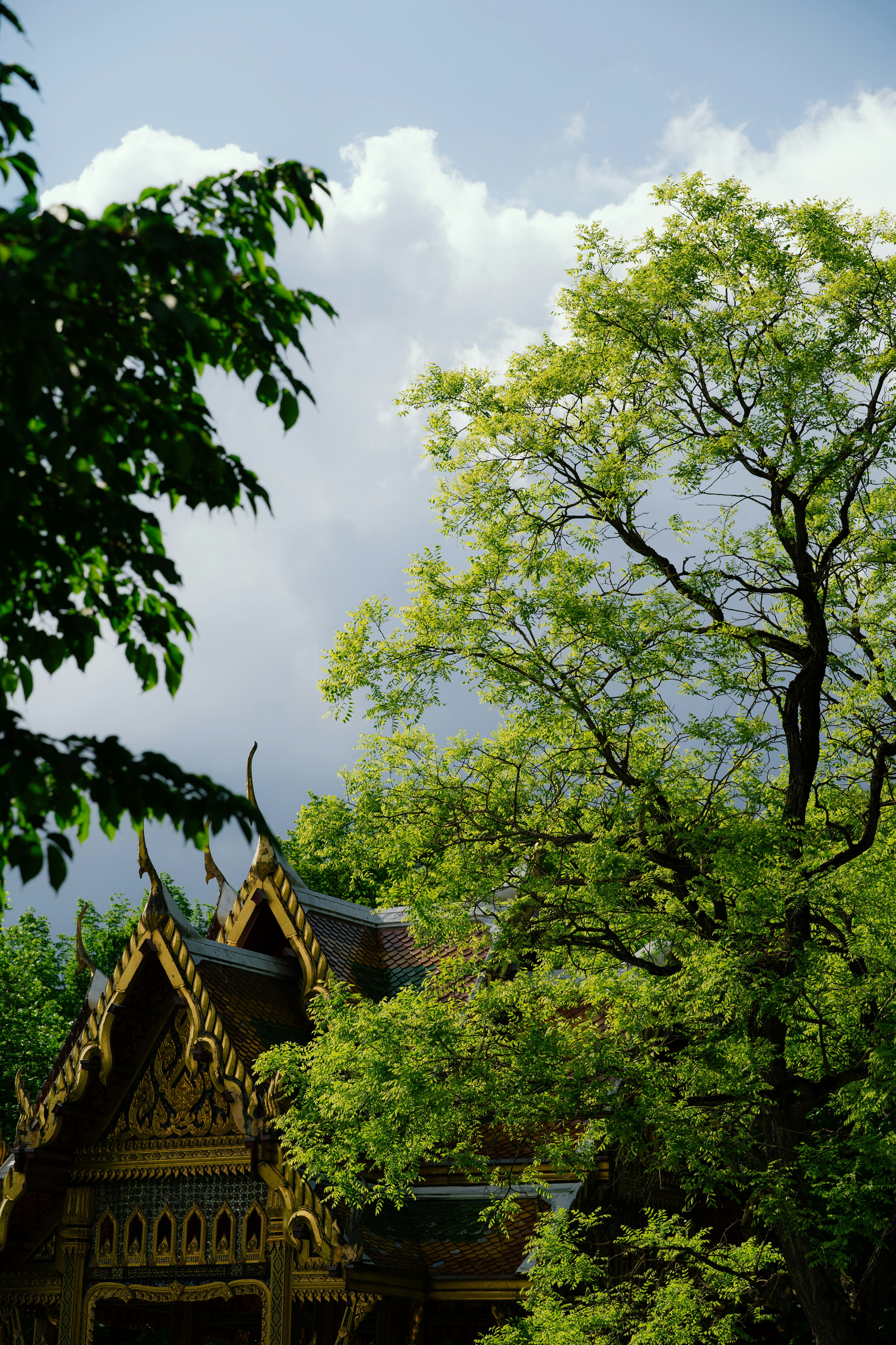 Sunlit Thai Temple Hidden by Willow-like Branches