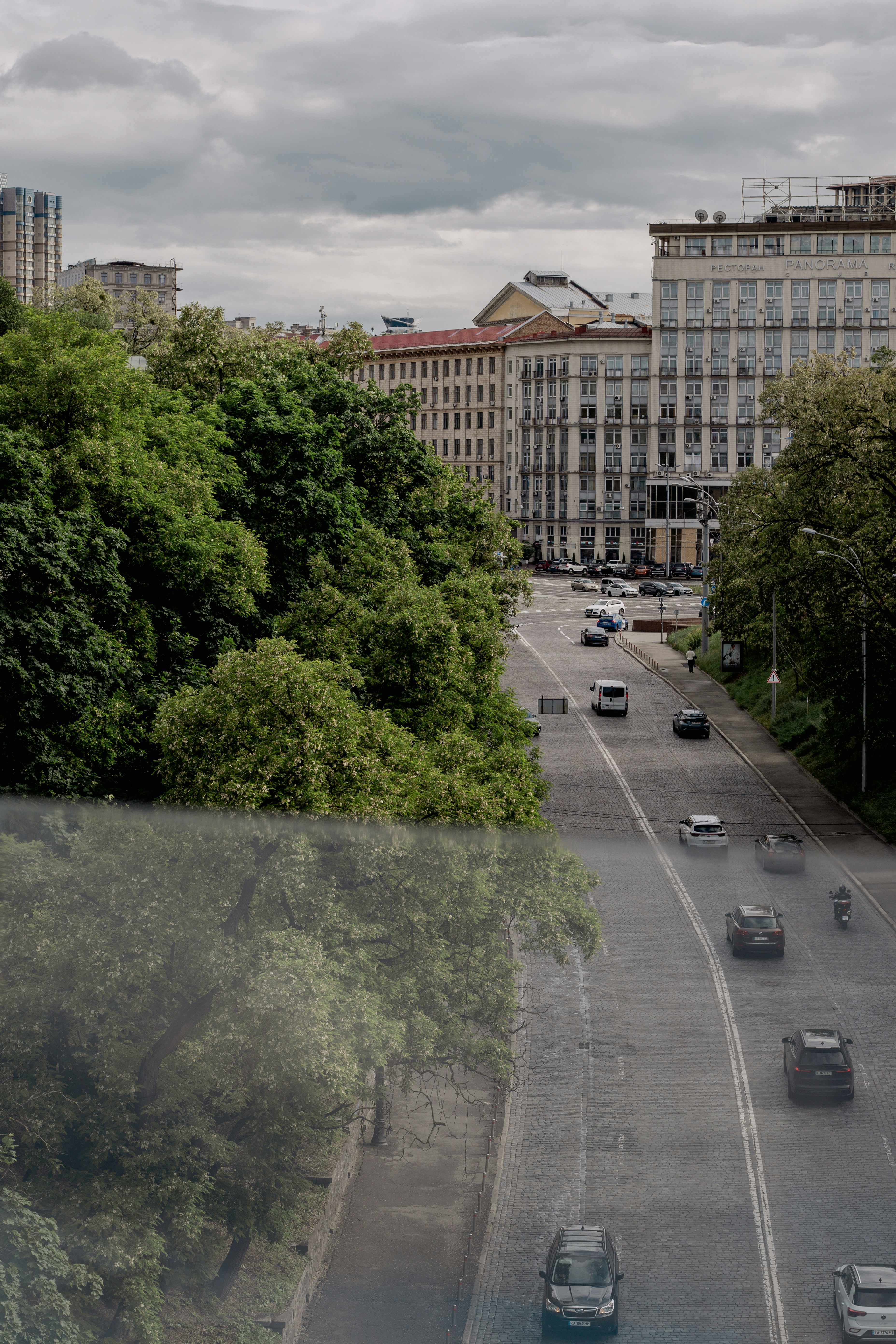 City Boulevard Through a Forest of Green