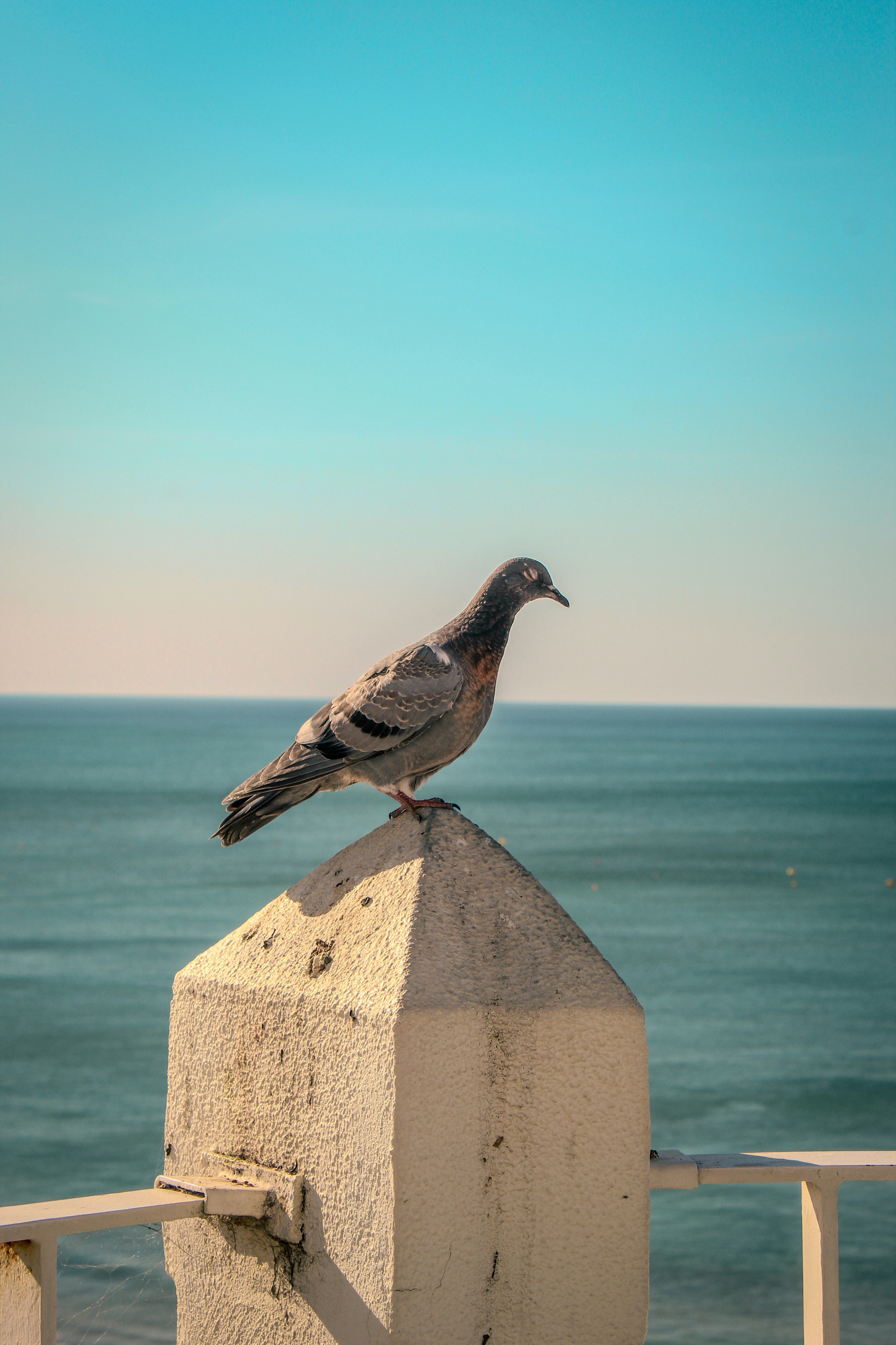 Pigeon Perched at the Ocean's Edge
