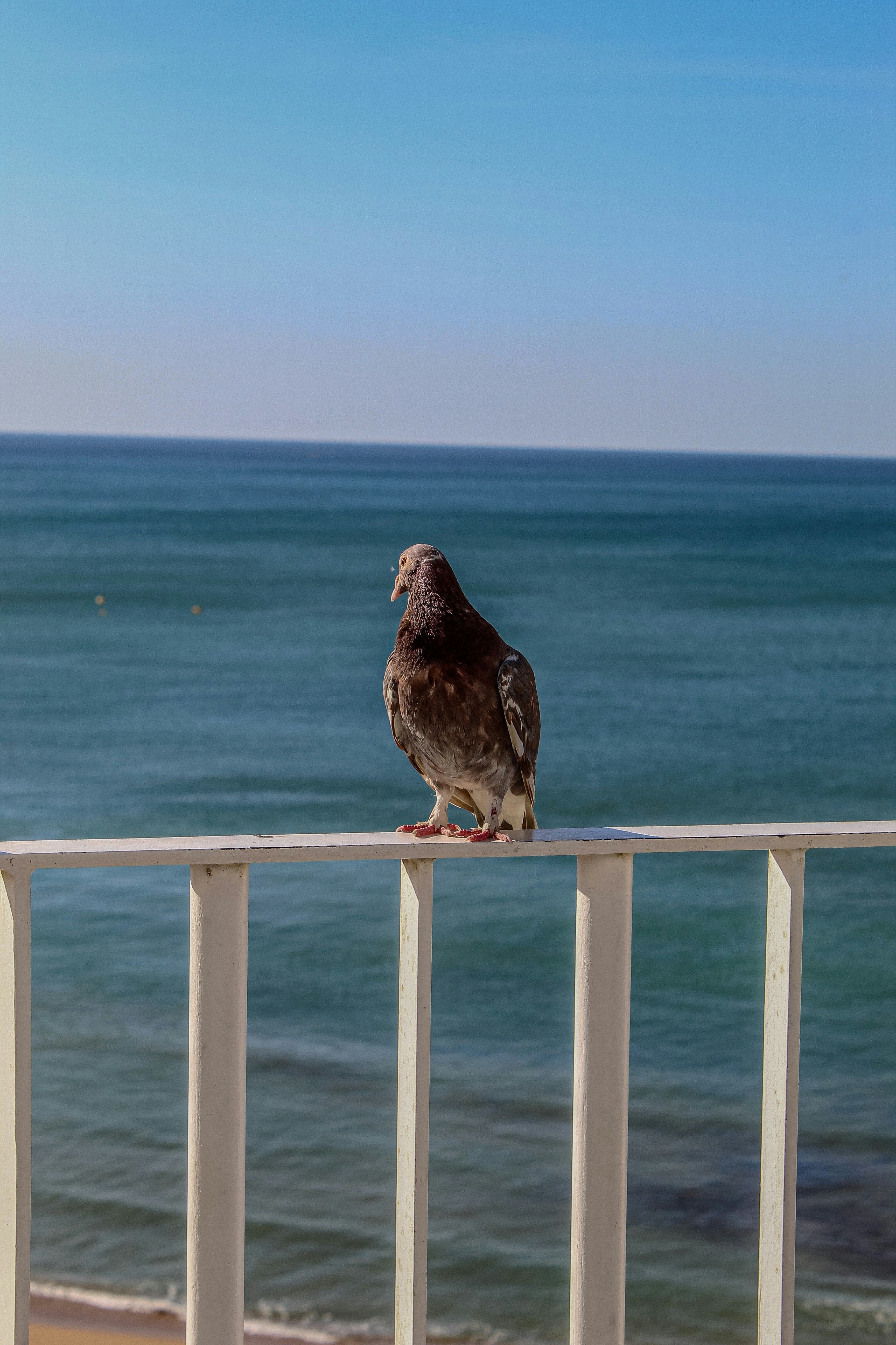 Pigeon at the Ocean Rail