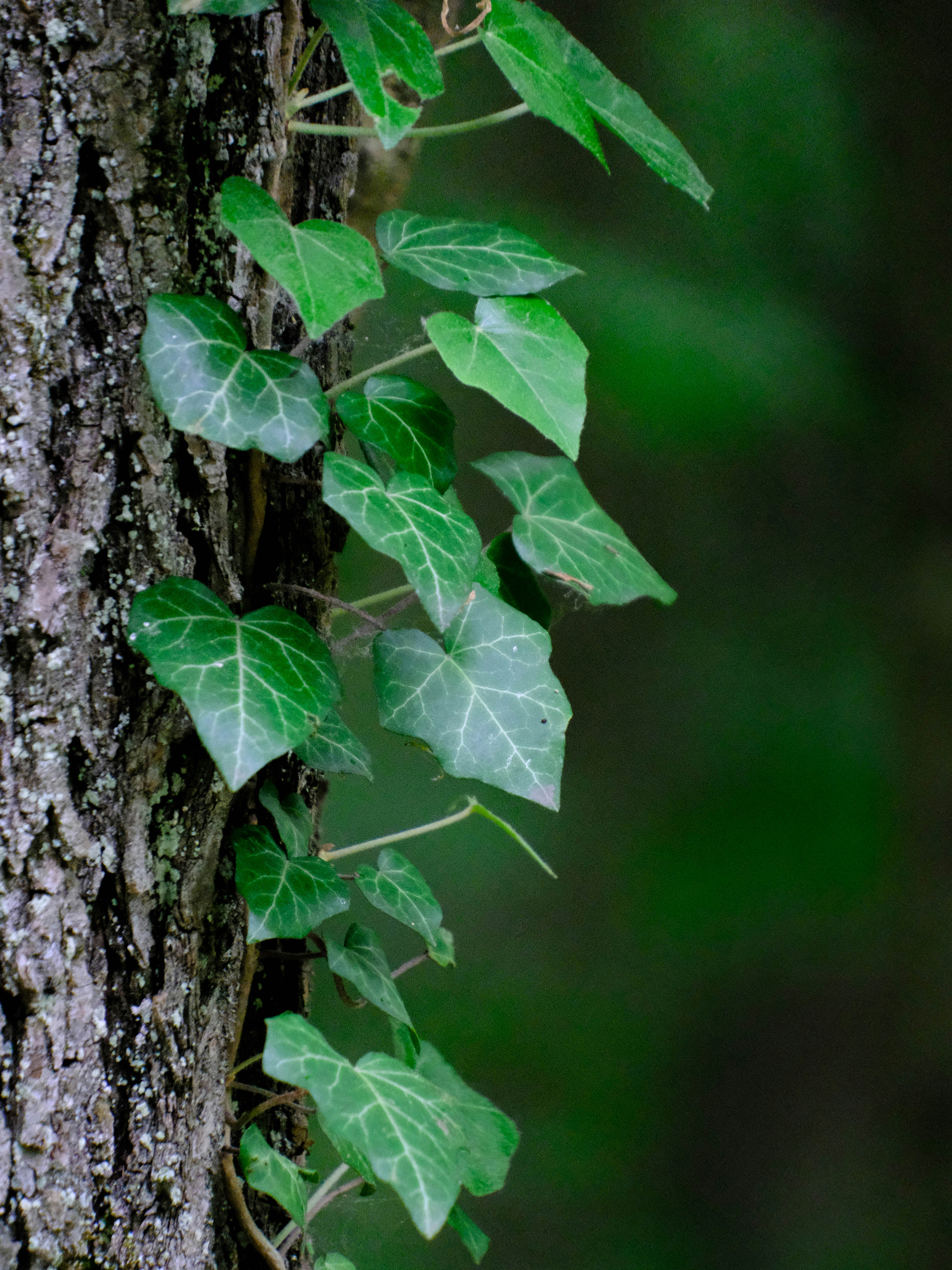  ivy-clad trunk: a slender vine finding shade against textured bark