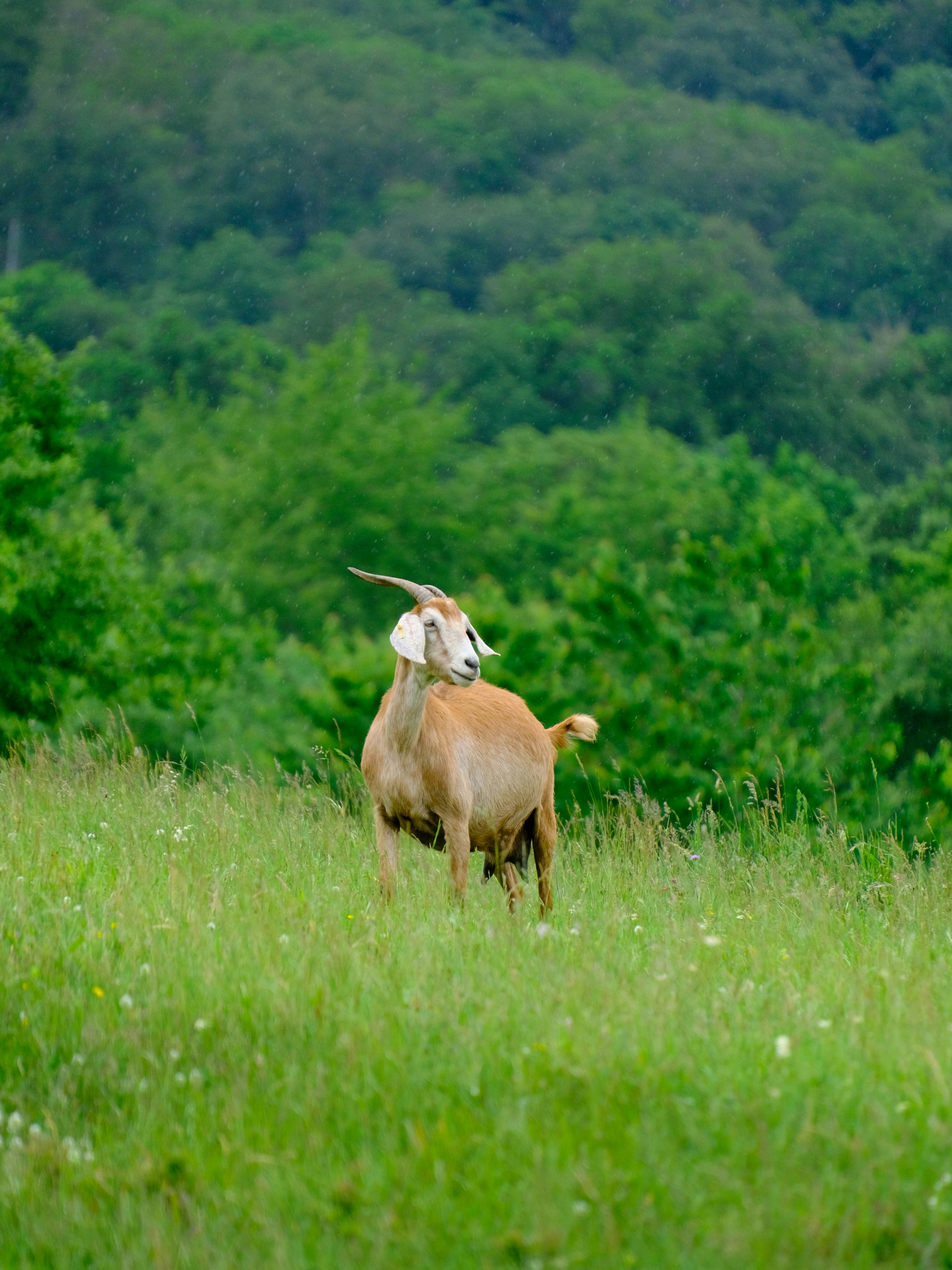  lone goat in a sunlit meadow with distant forest backdrop