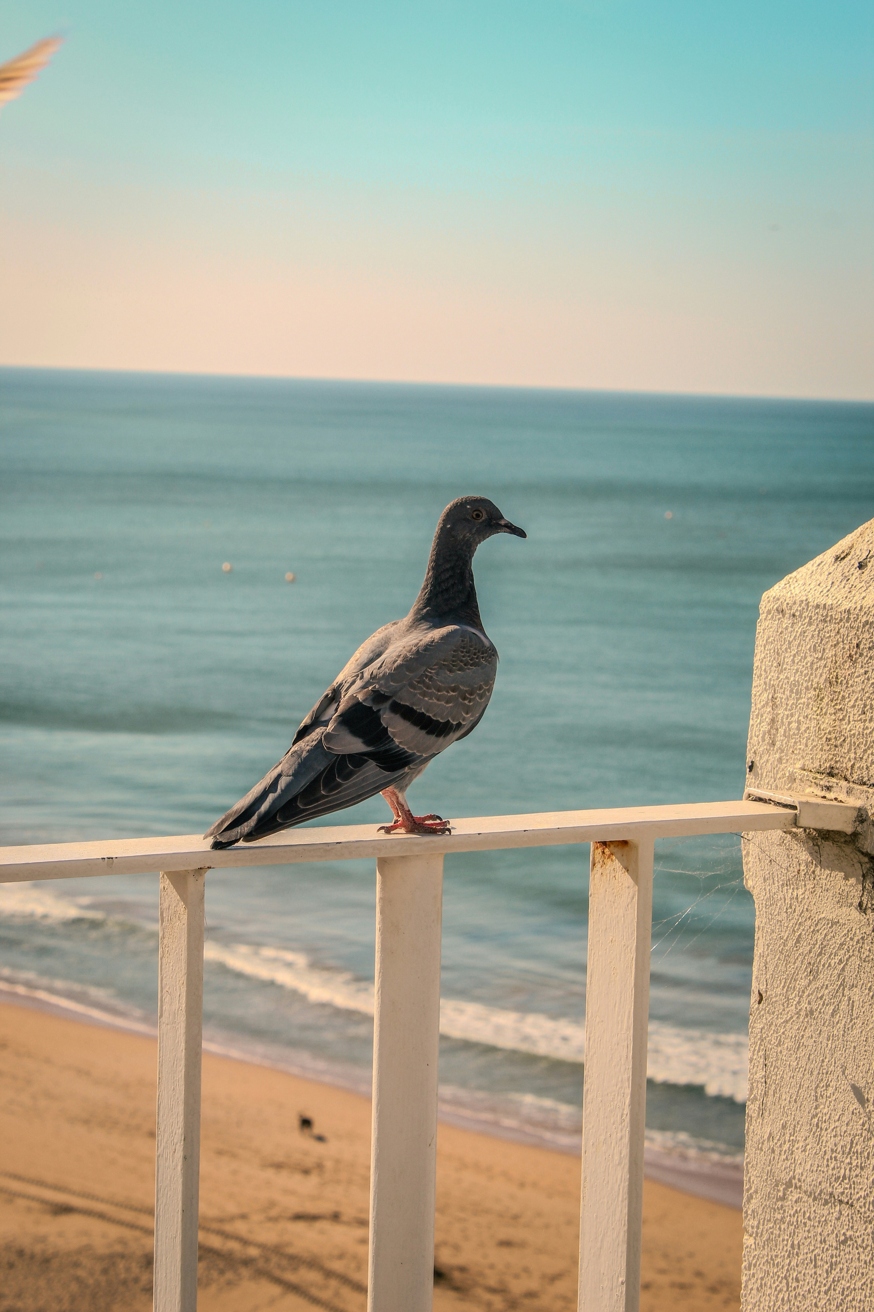 Perched on the Rail: A Dovecotted Moment by the Seaside