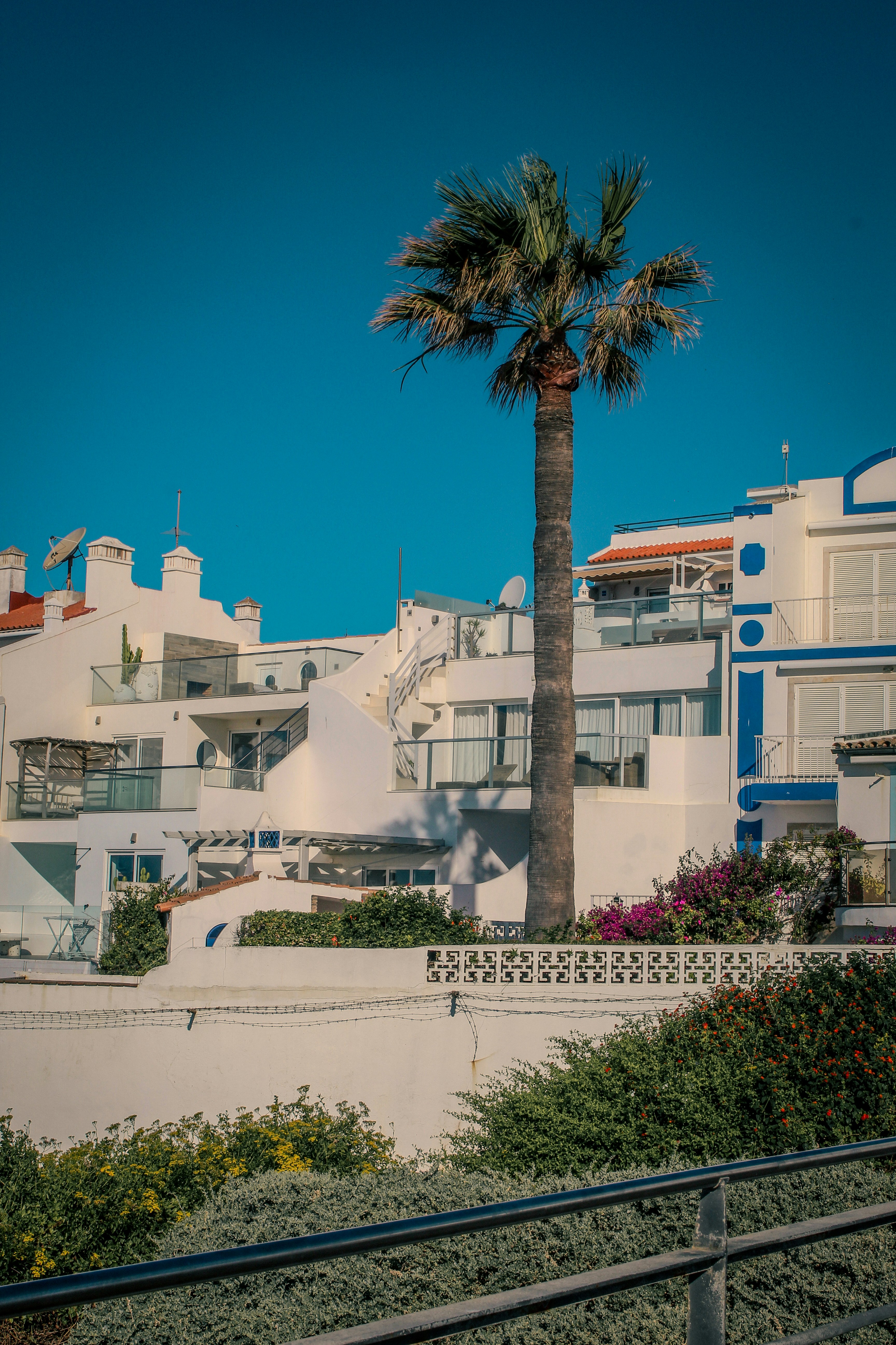 Tall palm tree against white buildings and blue sky.
