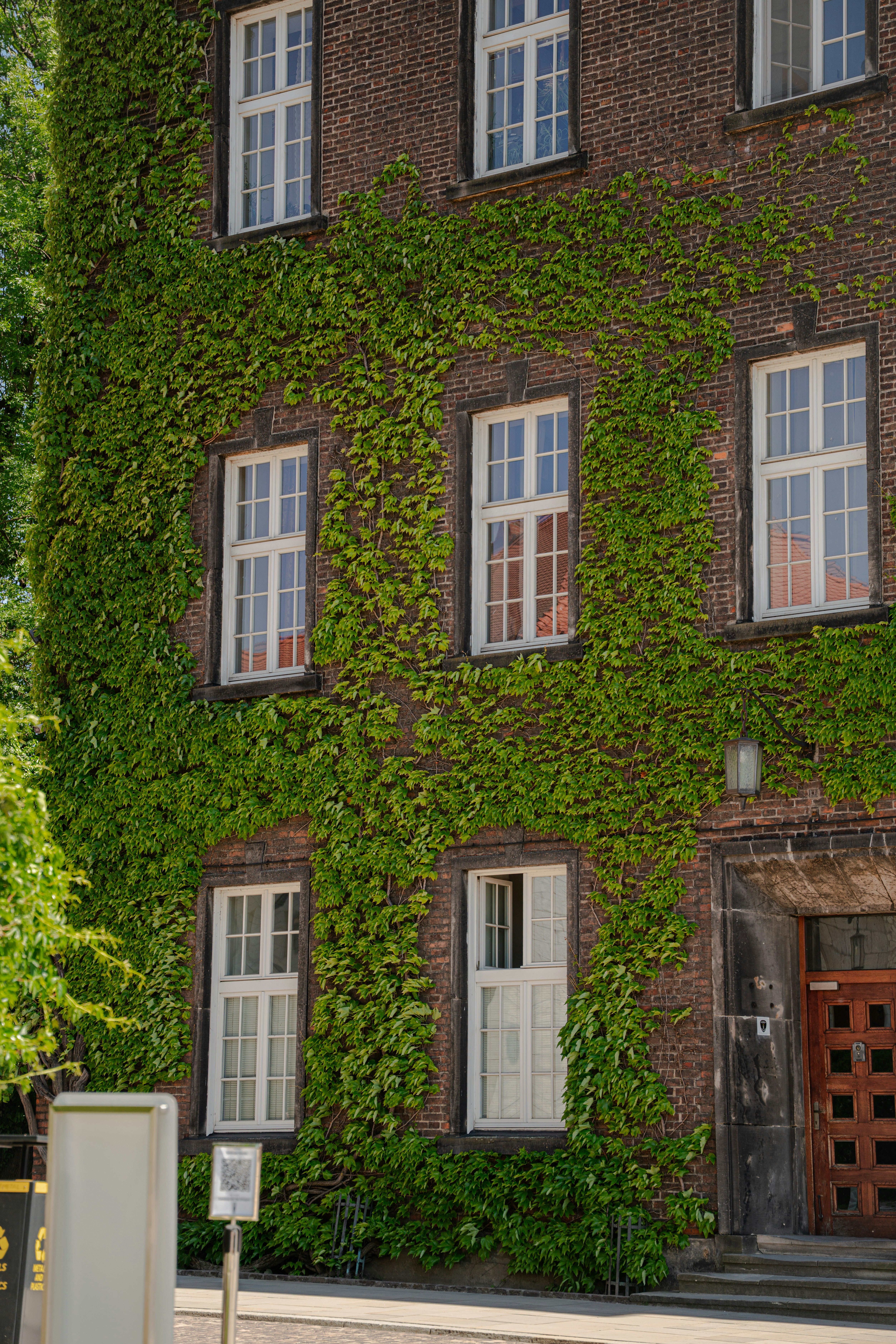 A brick building covered in green ivy with white windows.