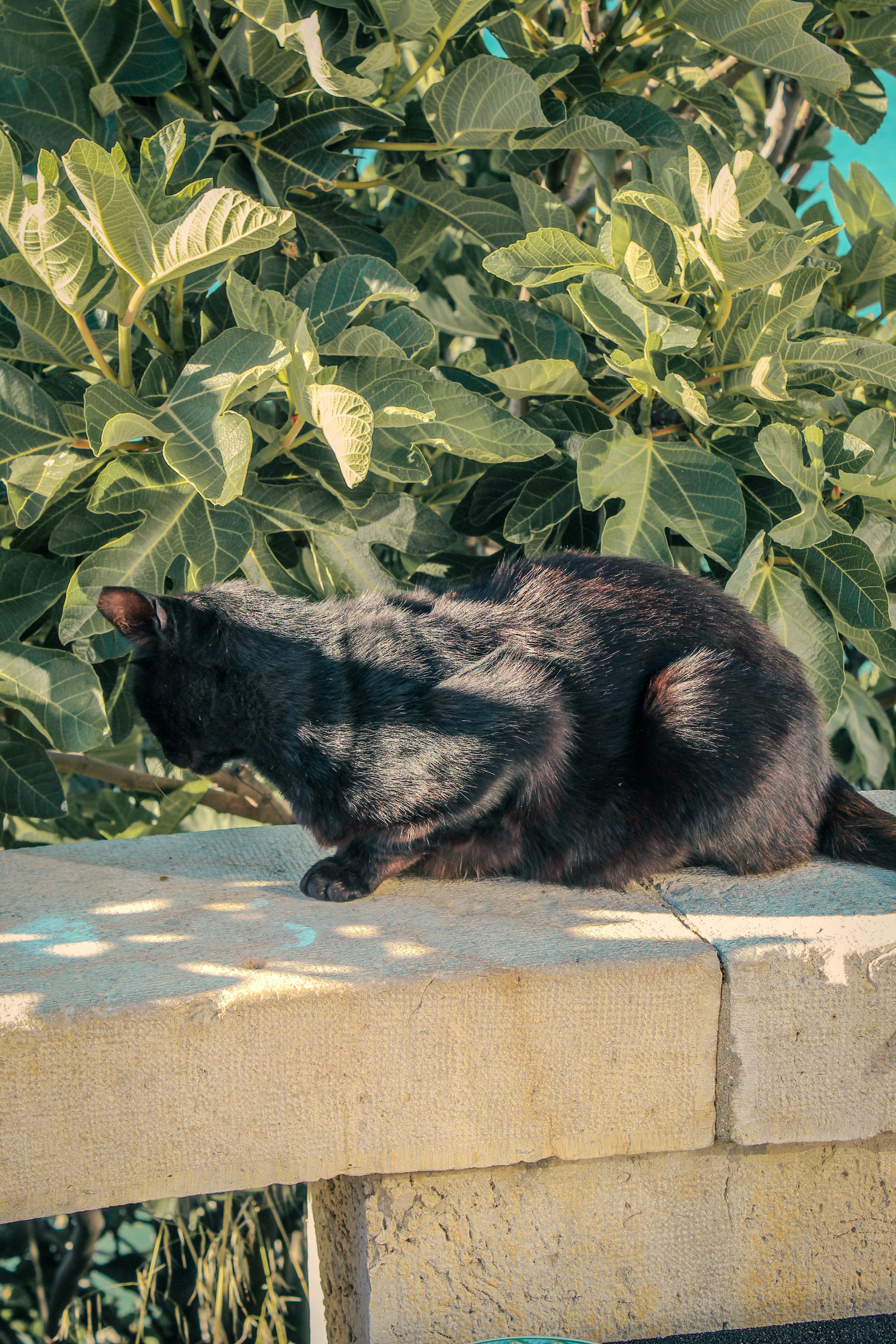 Black Cat on a Sunlit Concrete Ledge Among Green Foliage