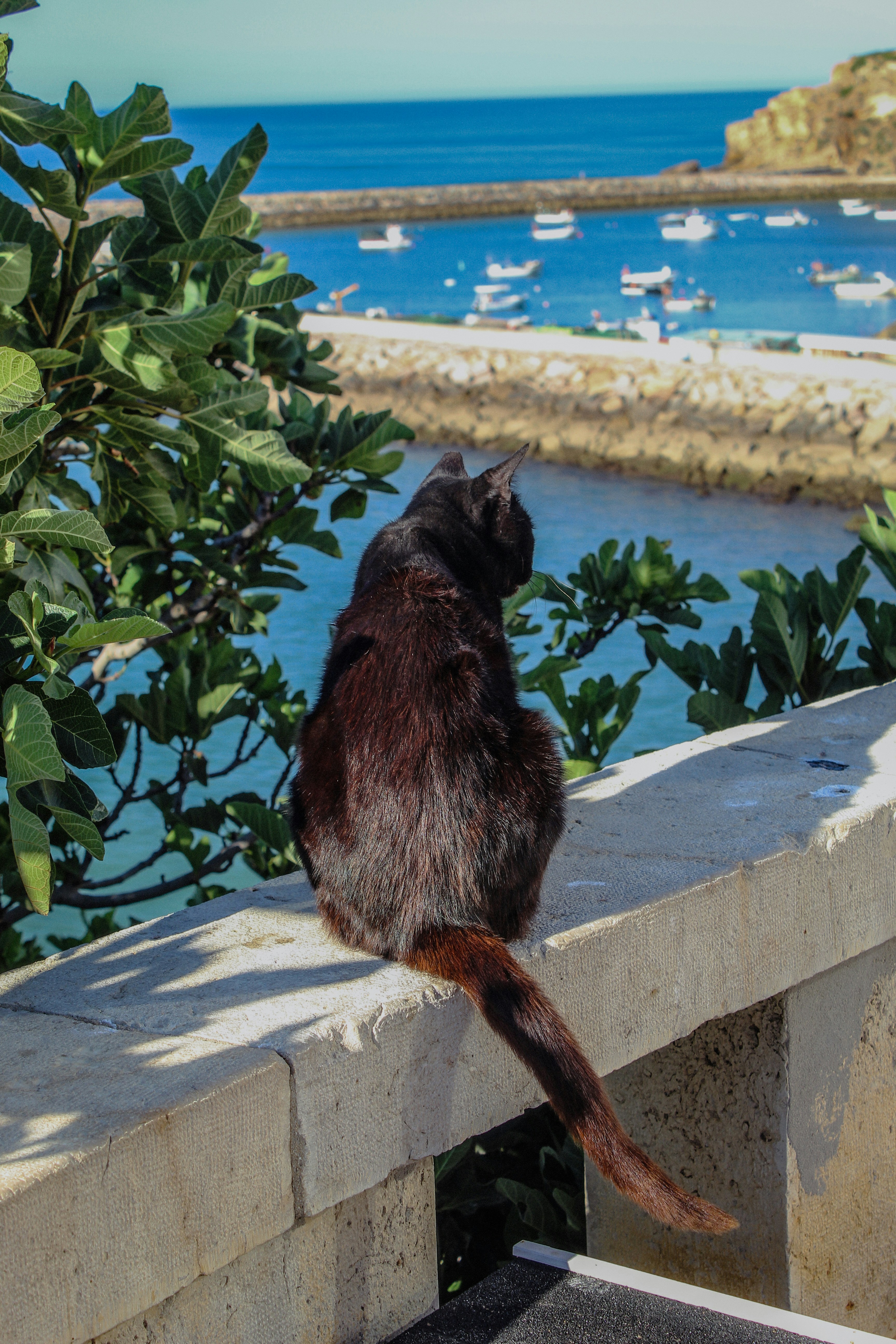 A Sea-Edge Moment: Cat on a Concrete Lookout
