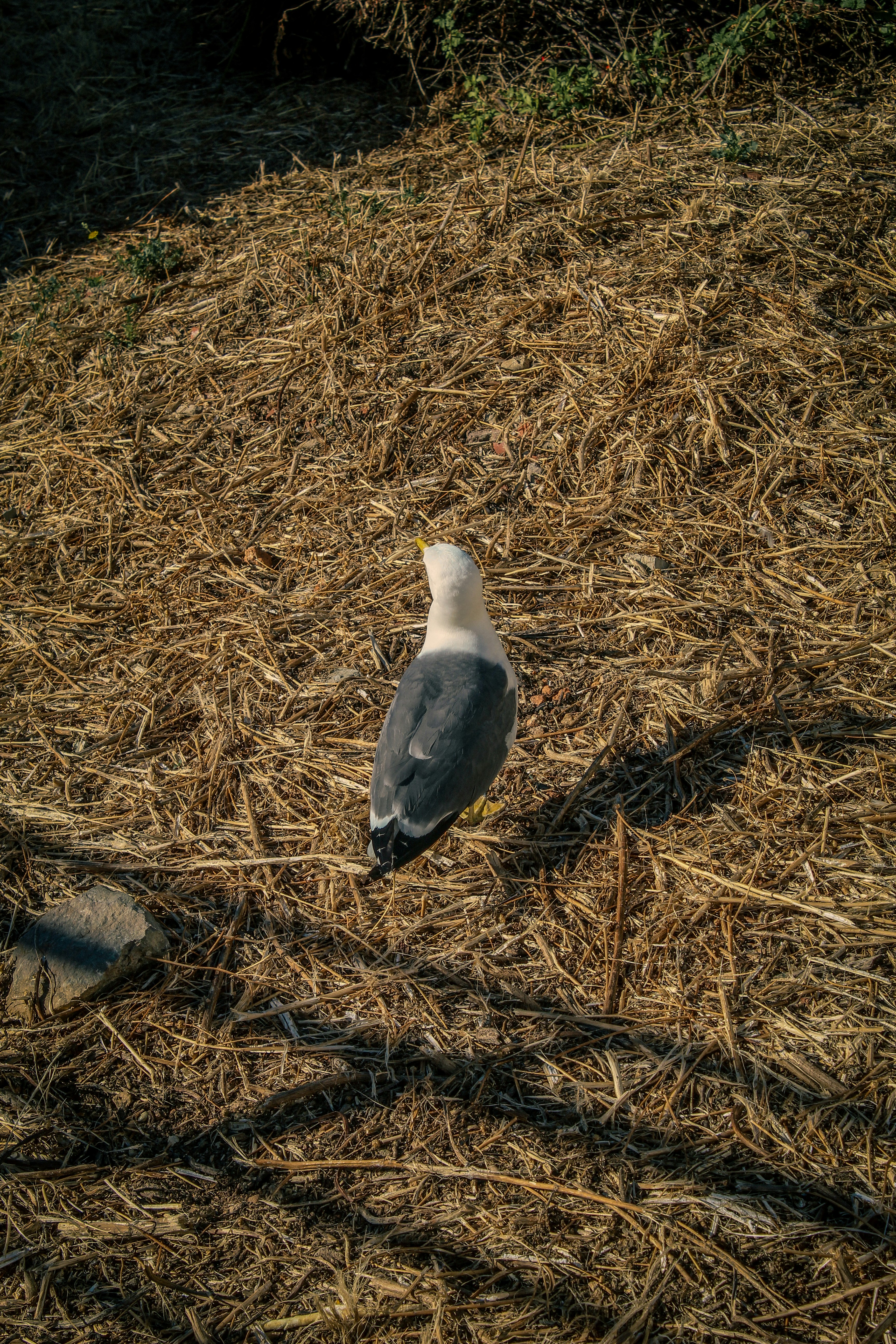 Sole Seabird on a Sunlit Patch of Shore