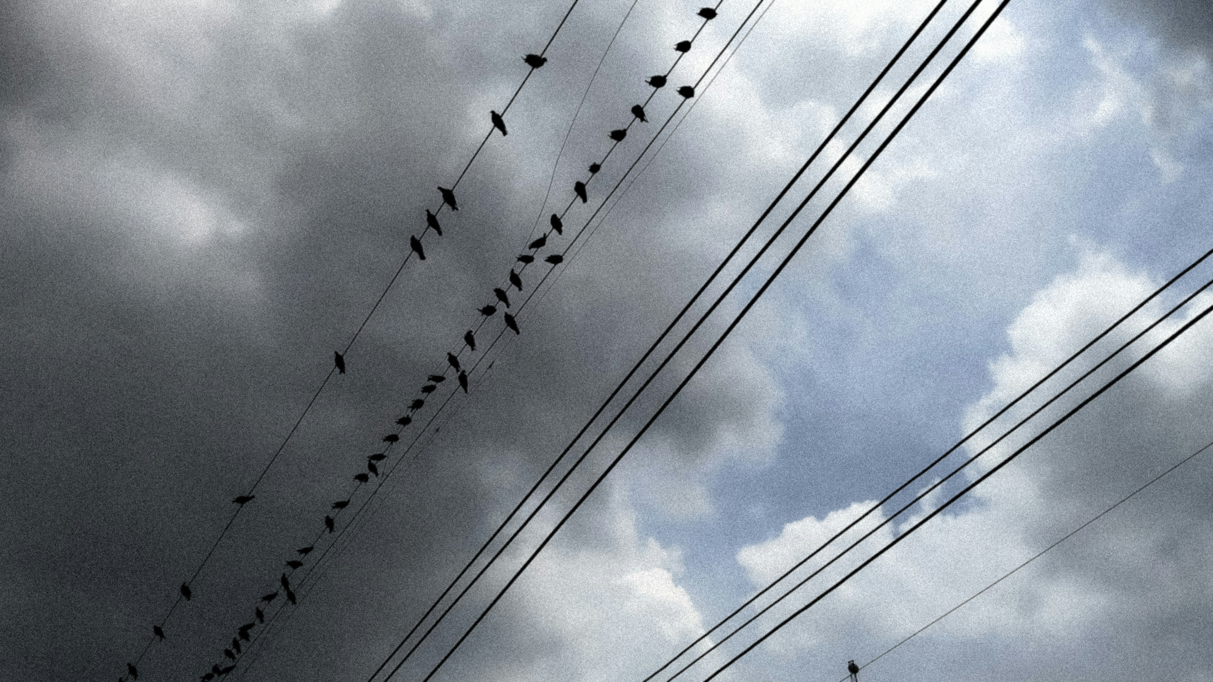 Lines Across the Sky: Birds on Power