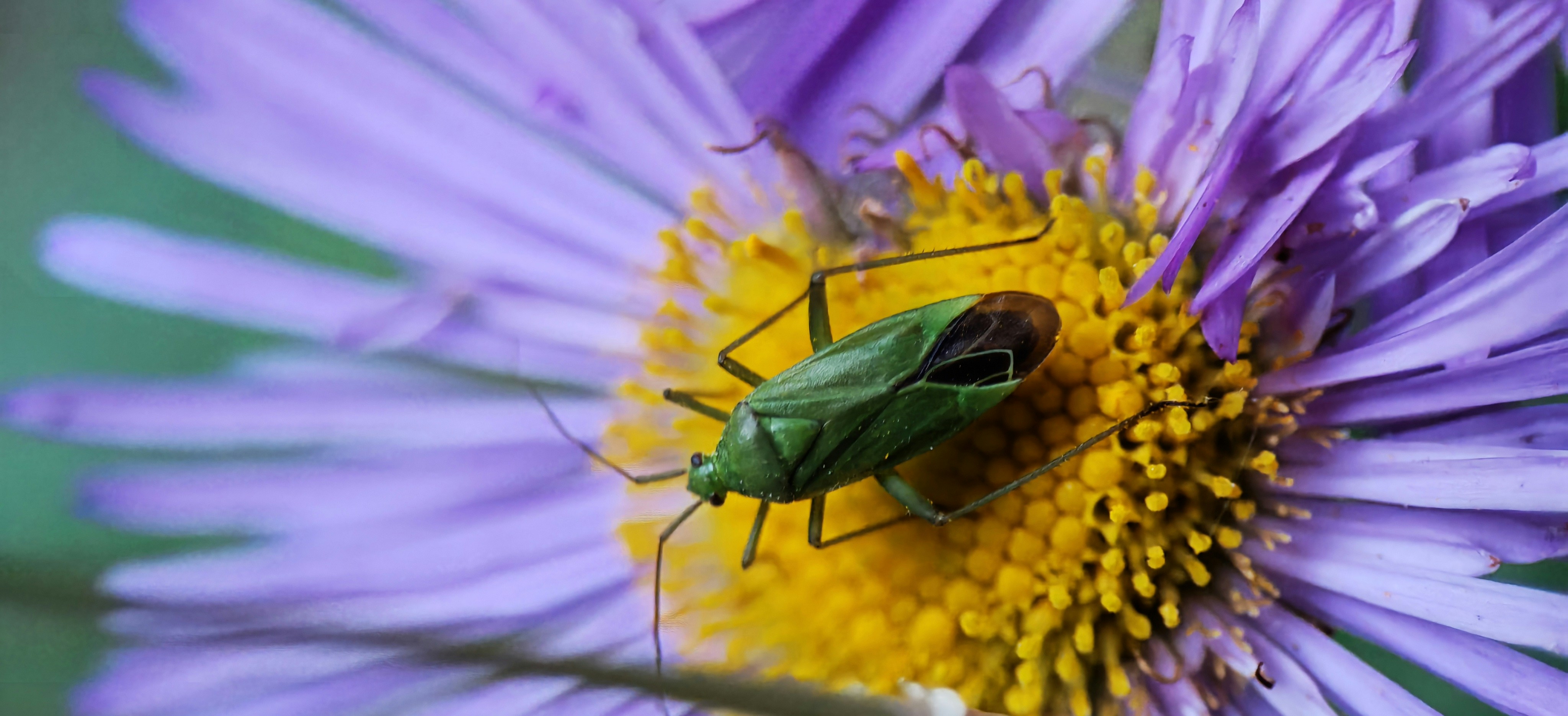 Macro photography of a bright green true bug on a purple aster flower. Close-up shot of a green insect crawling on the vibrant yellow center of a blooming purple daisy-like wildflower.