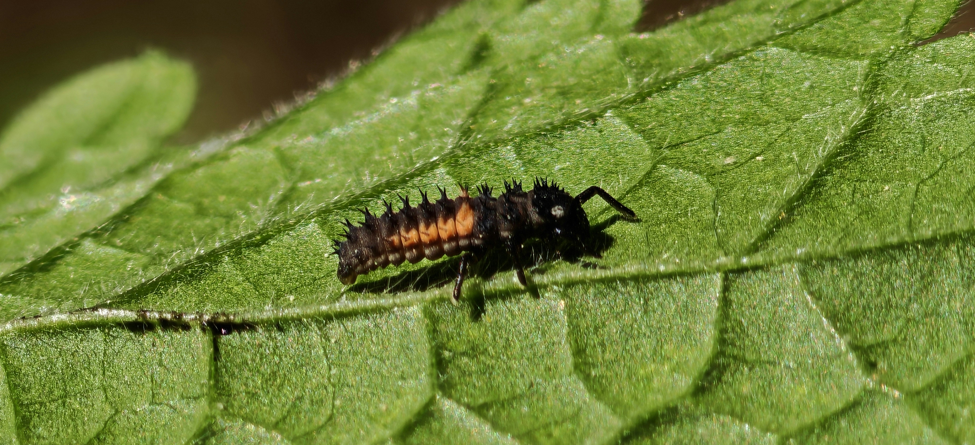 Tiny Firefly Larva Traverses a Veined Leaf
