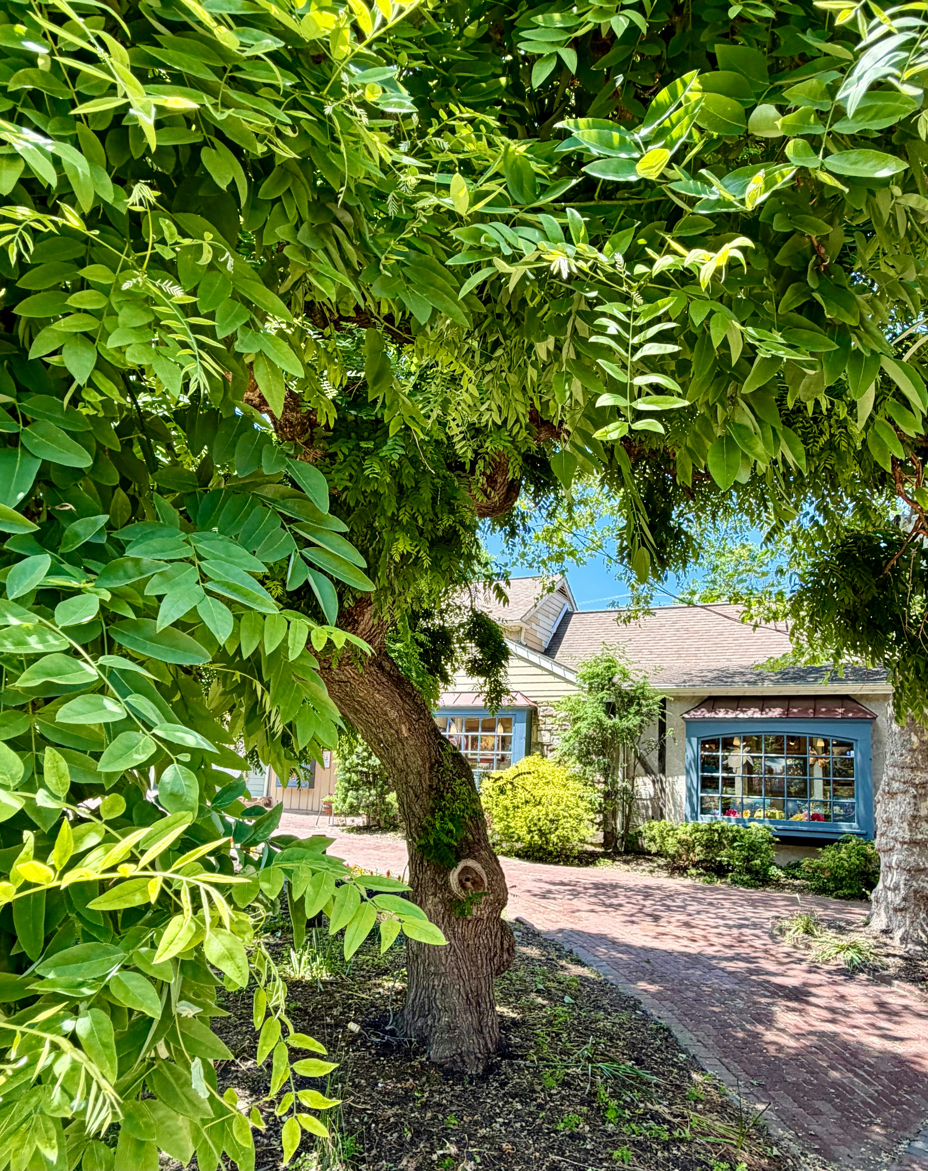 Overhanging Green Arc: A Shaded Path to a Quiet Cottage