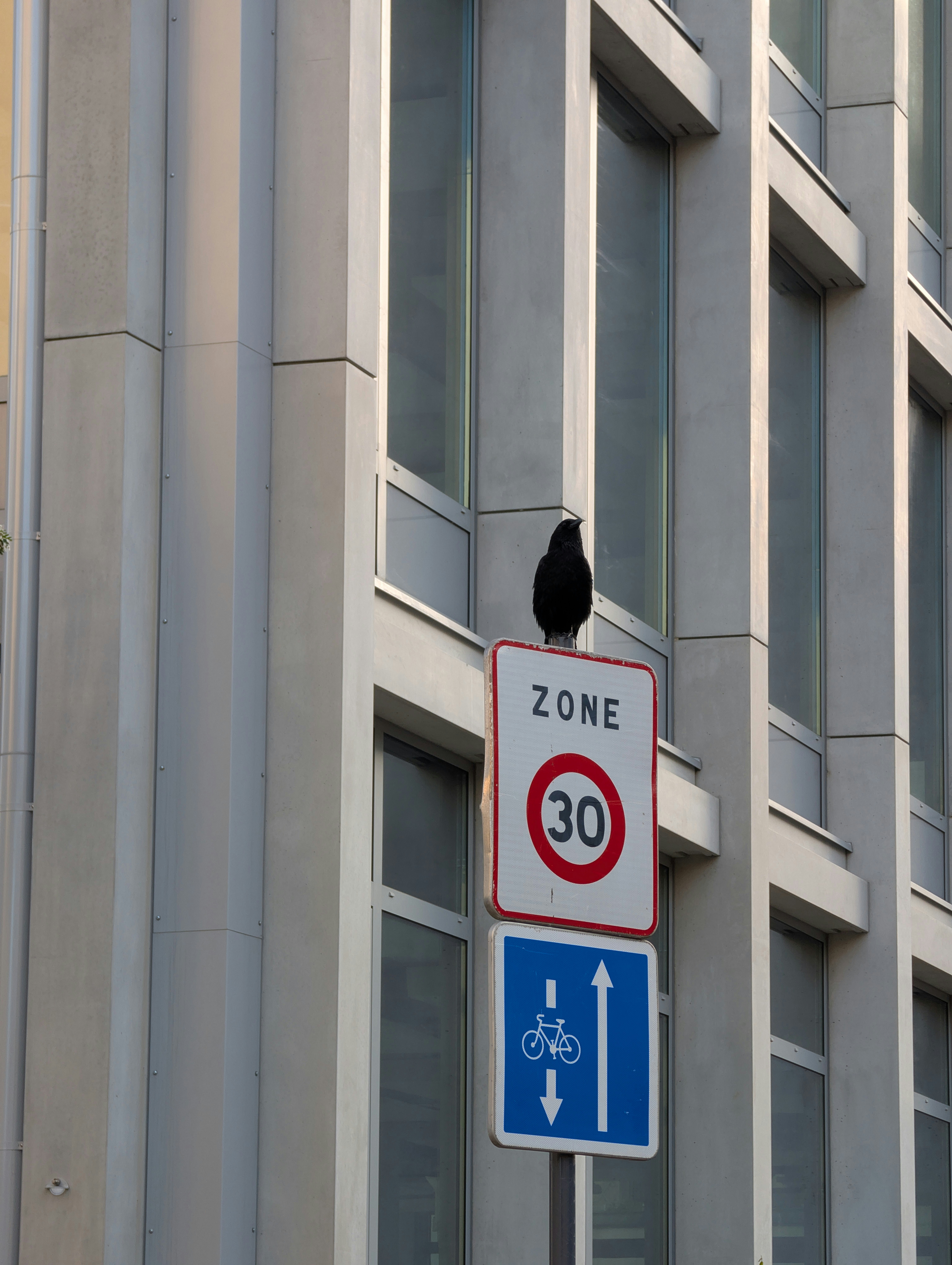 Black bird perching on a "zone 30" sign.