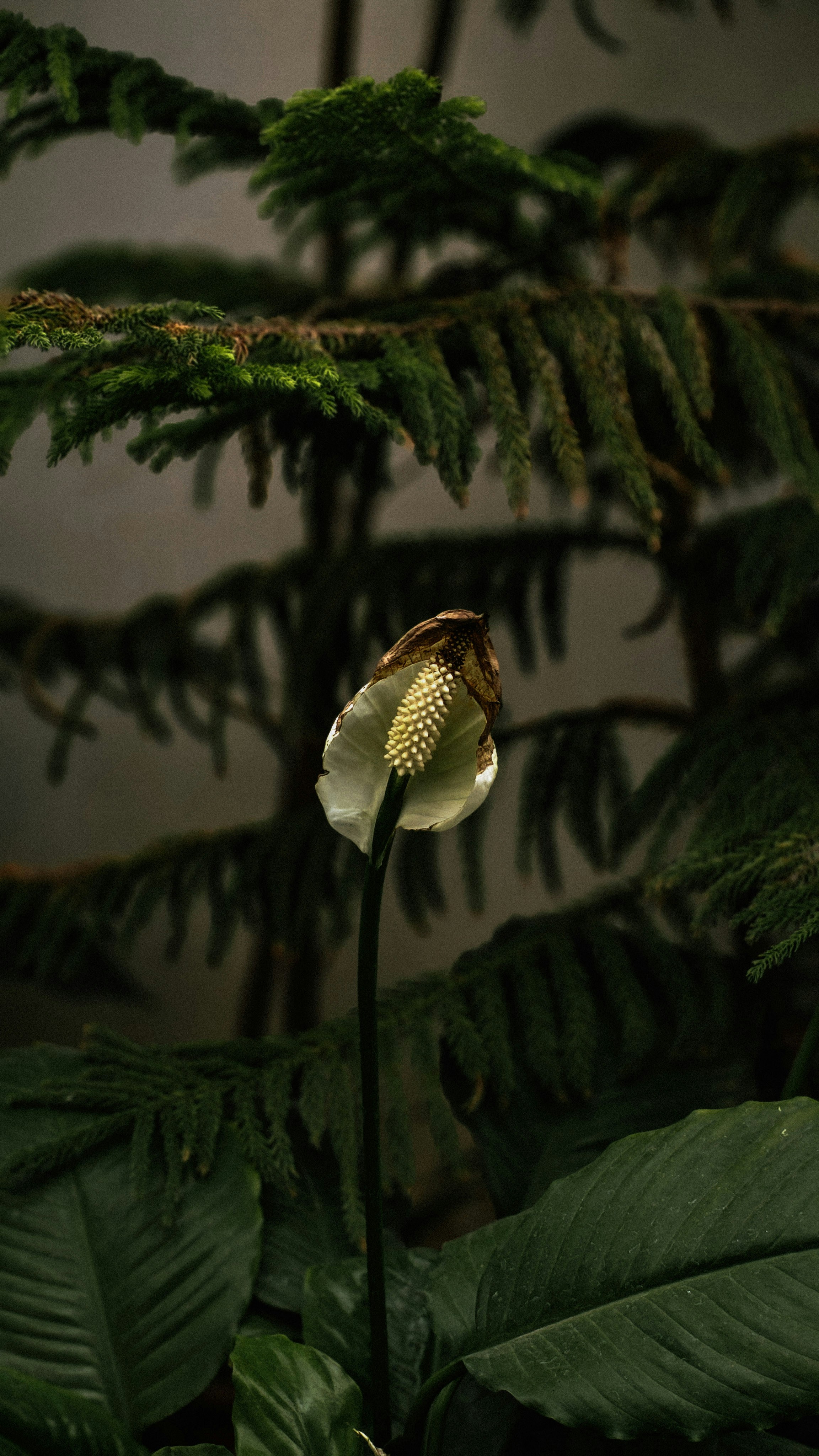 Midnight White: A Single Bloom Amid Dark Ferns