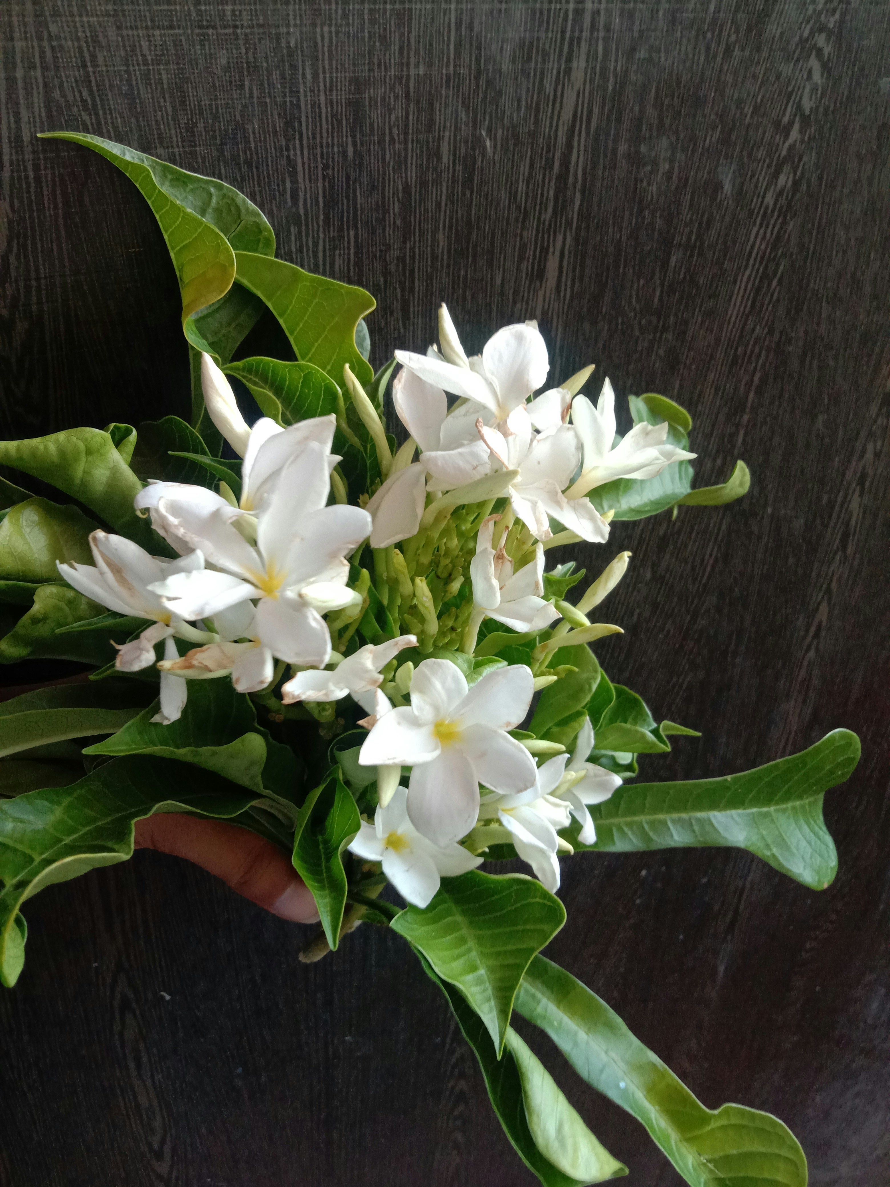Cluster of delicate white plumeria blossoms with yellow centers, surrounded by glossy green leaves against a dark wooden background. A hand supports the bouquet from below.