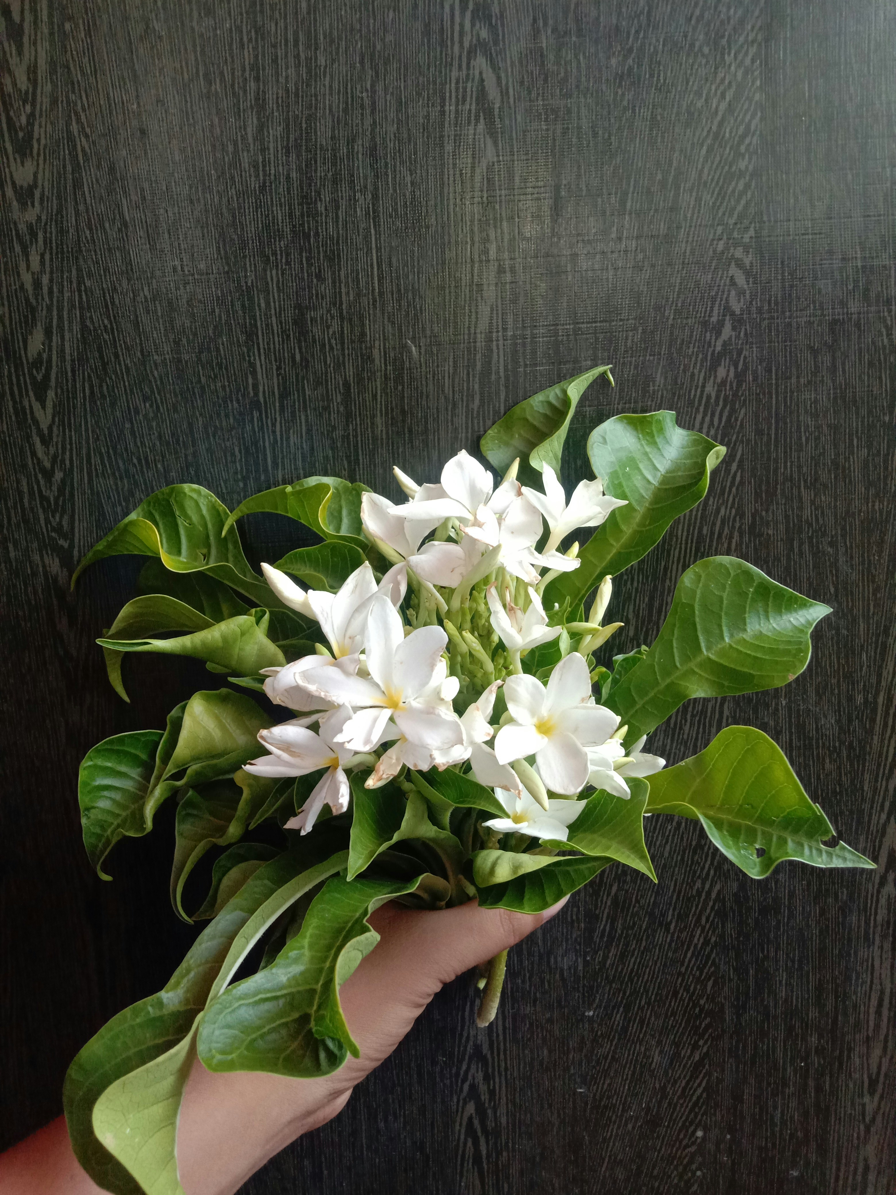 Hand holding a bouquet of white flowers.