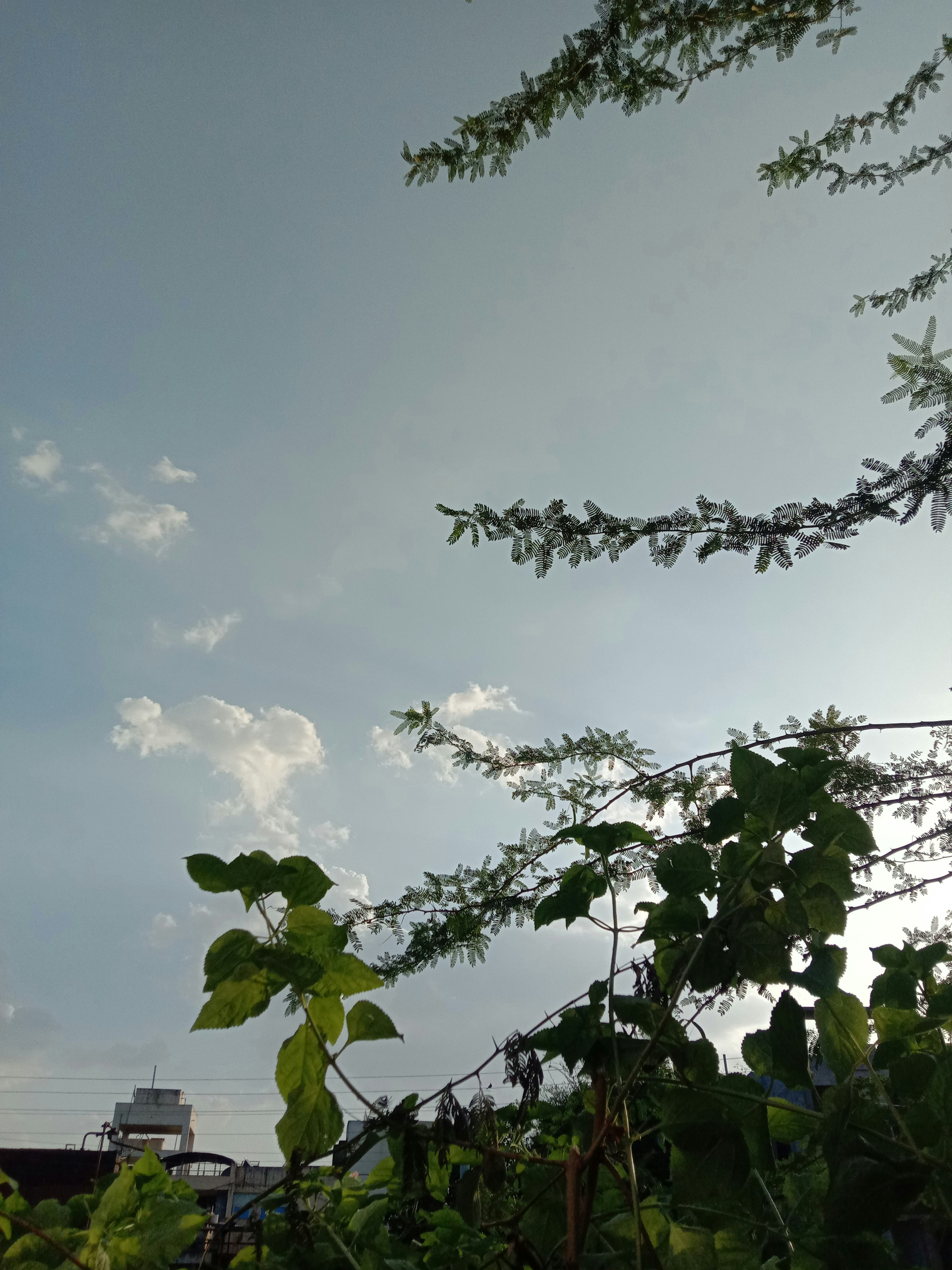 Sunlit Foliage Against a Clear Sky