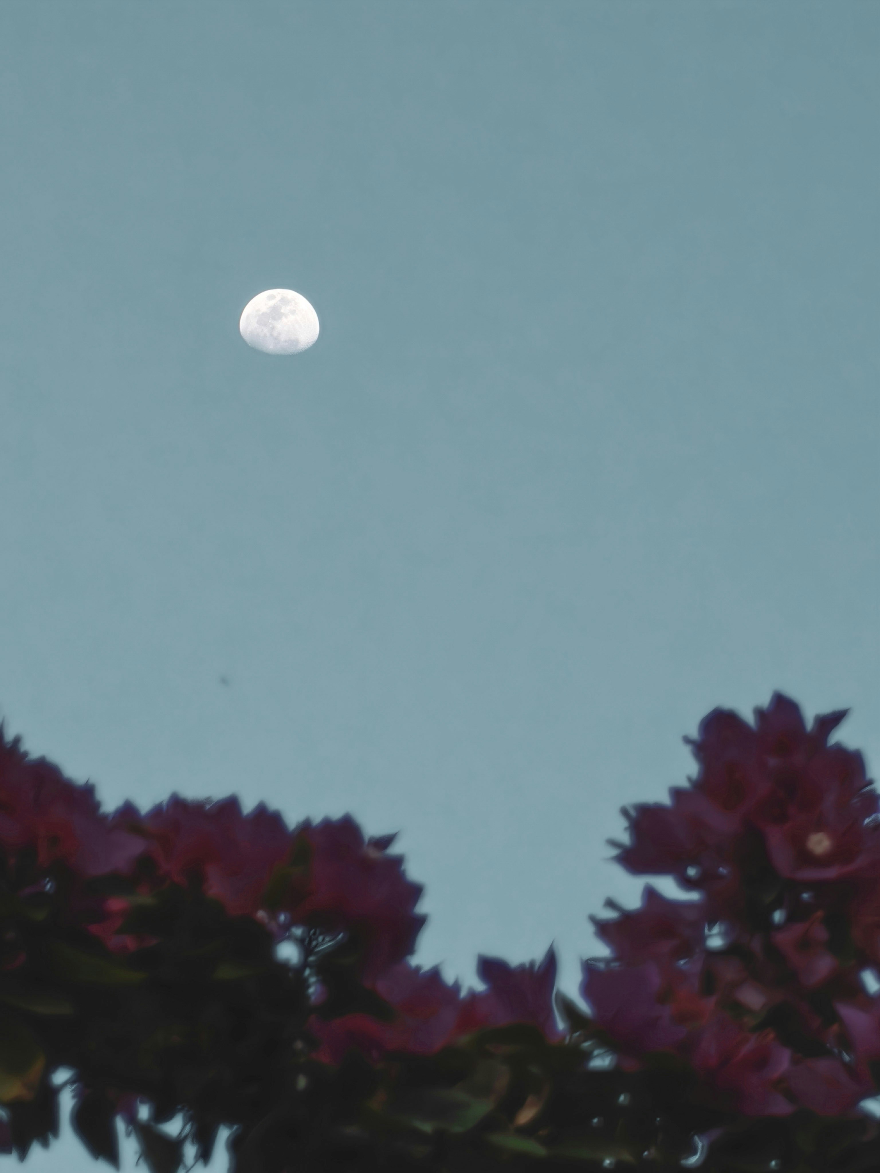 Moonrise over a Sunset-tinged Floral Silhouette