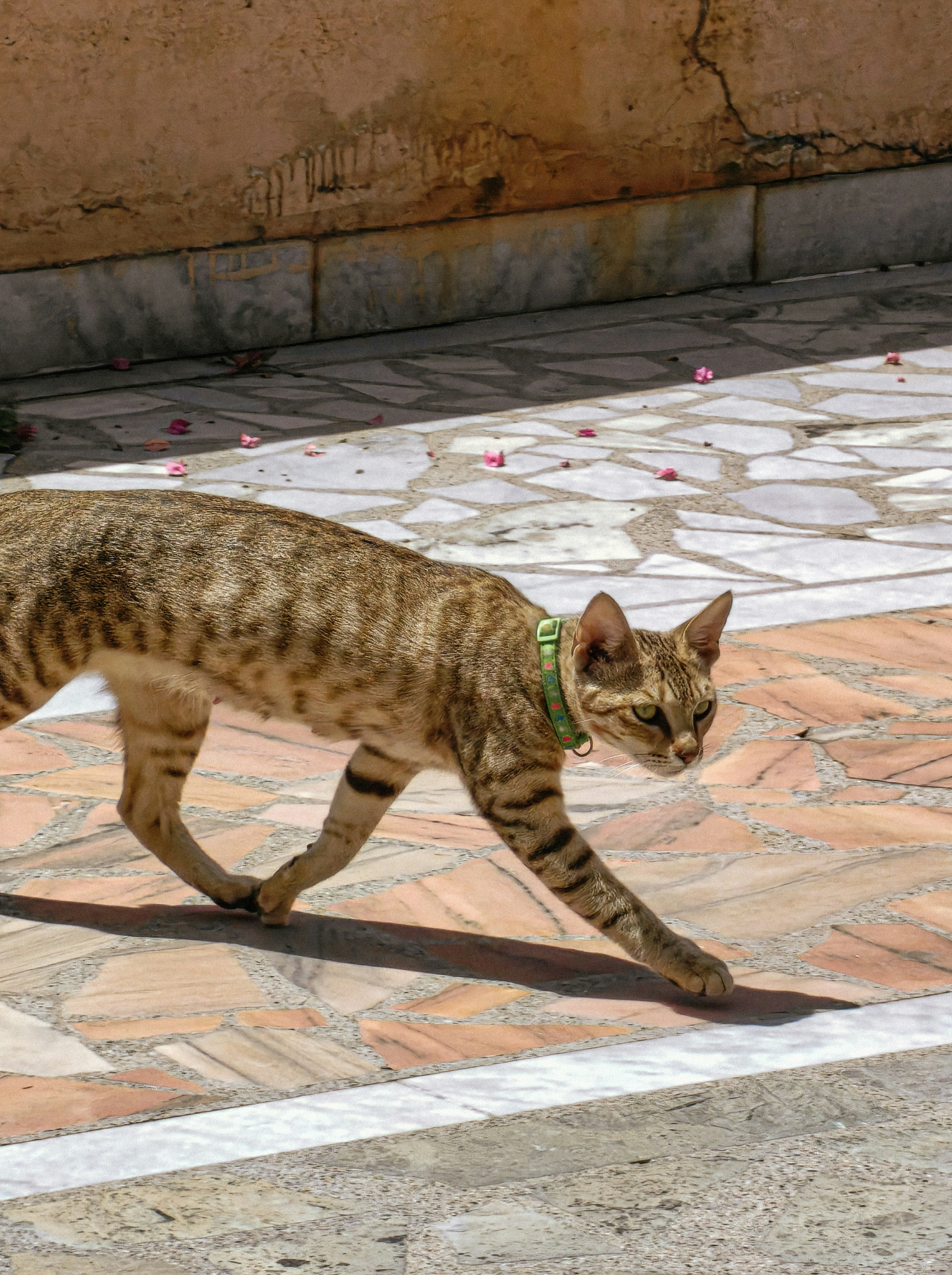 Striped Wanderer on Sunlit Tile