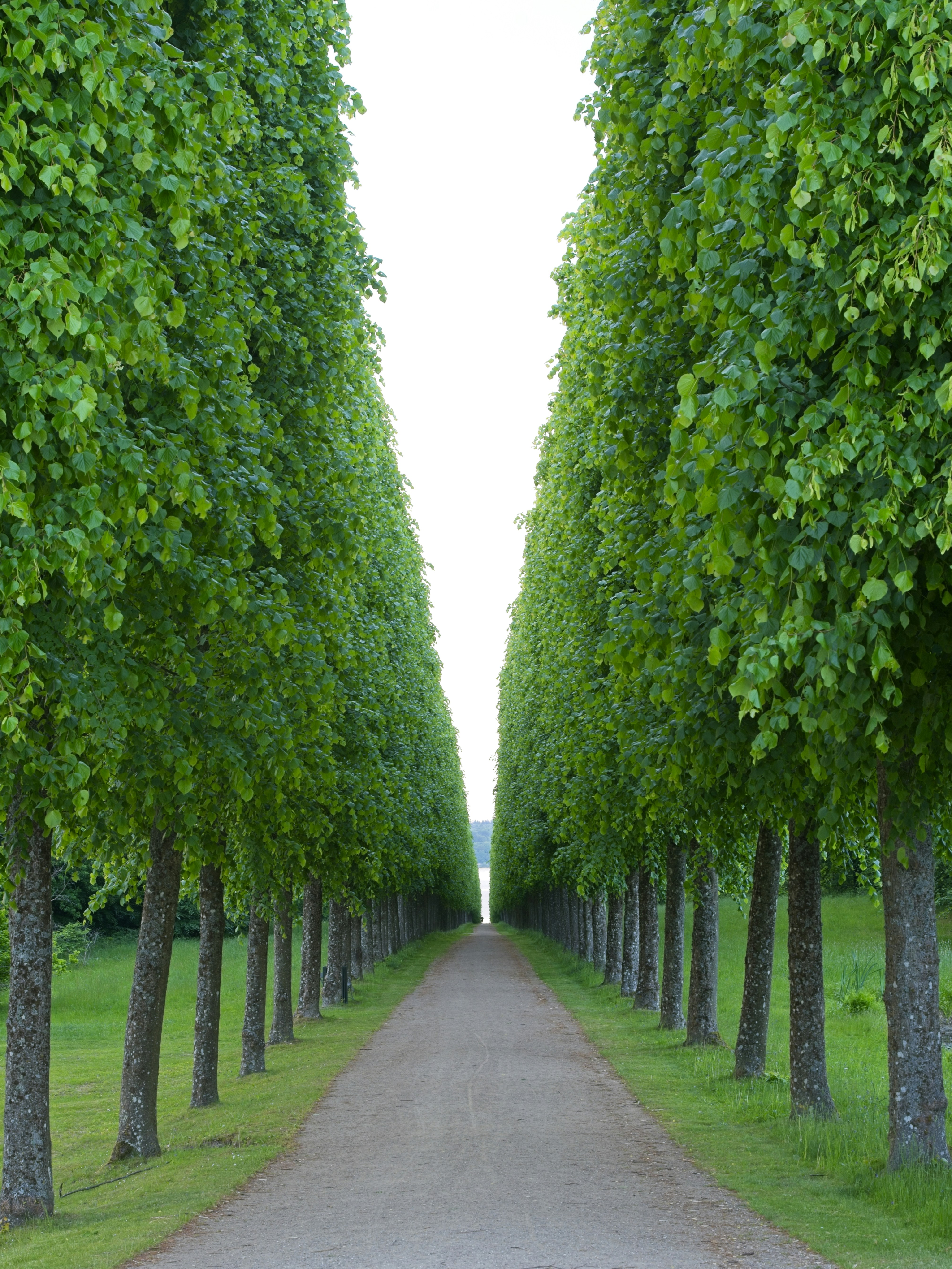 Tree-Lined Avenue: A Dusty Path Between Green Colonnades