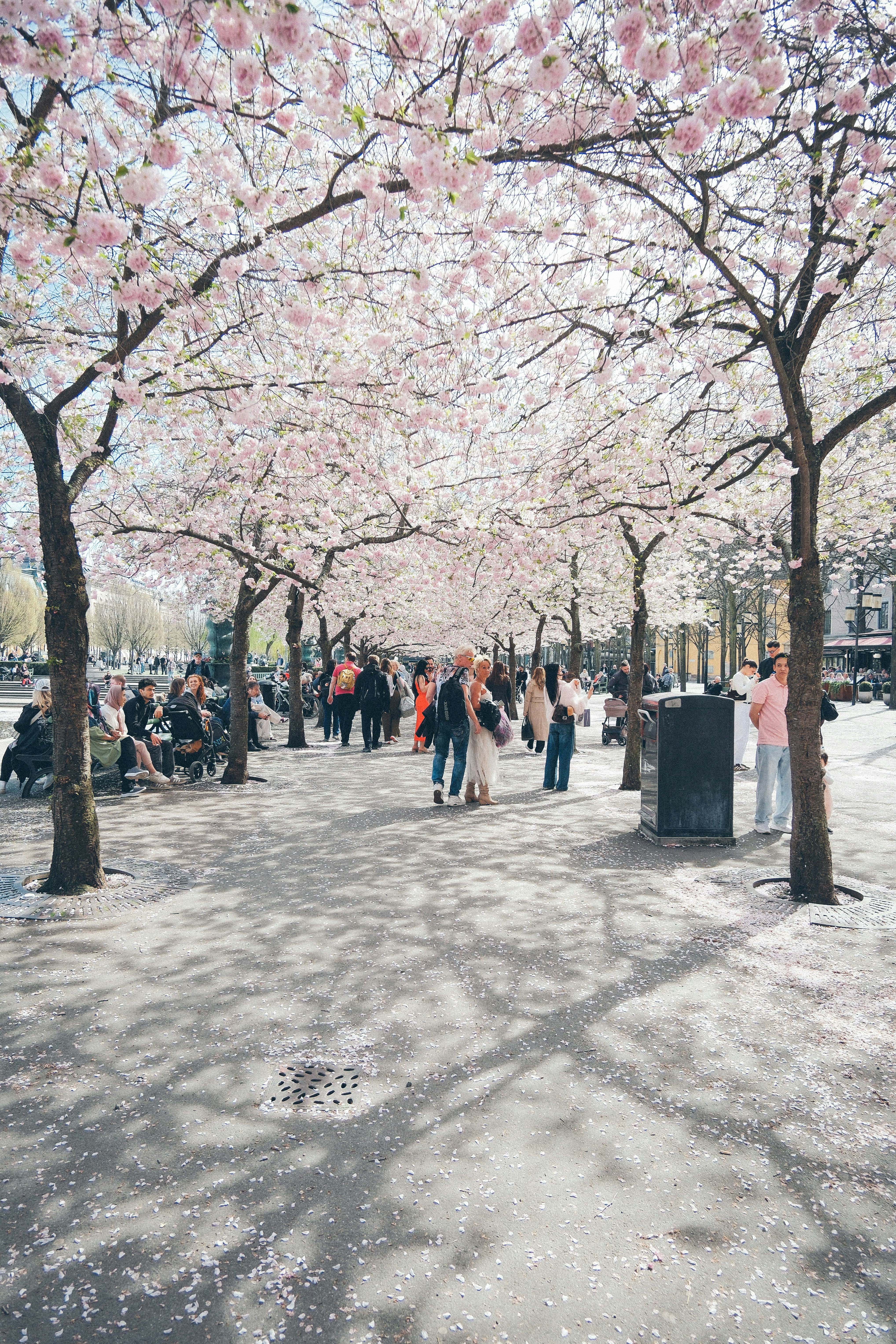 Petal-dappled Avenue: People Beneath the Blossom-canopy
