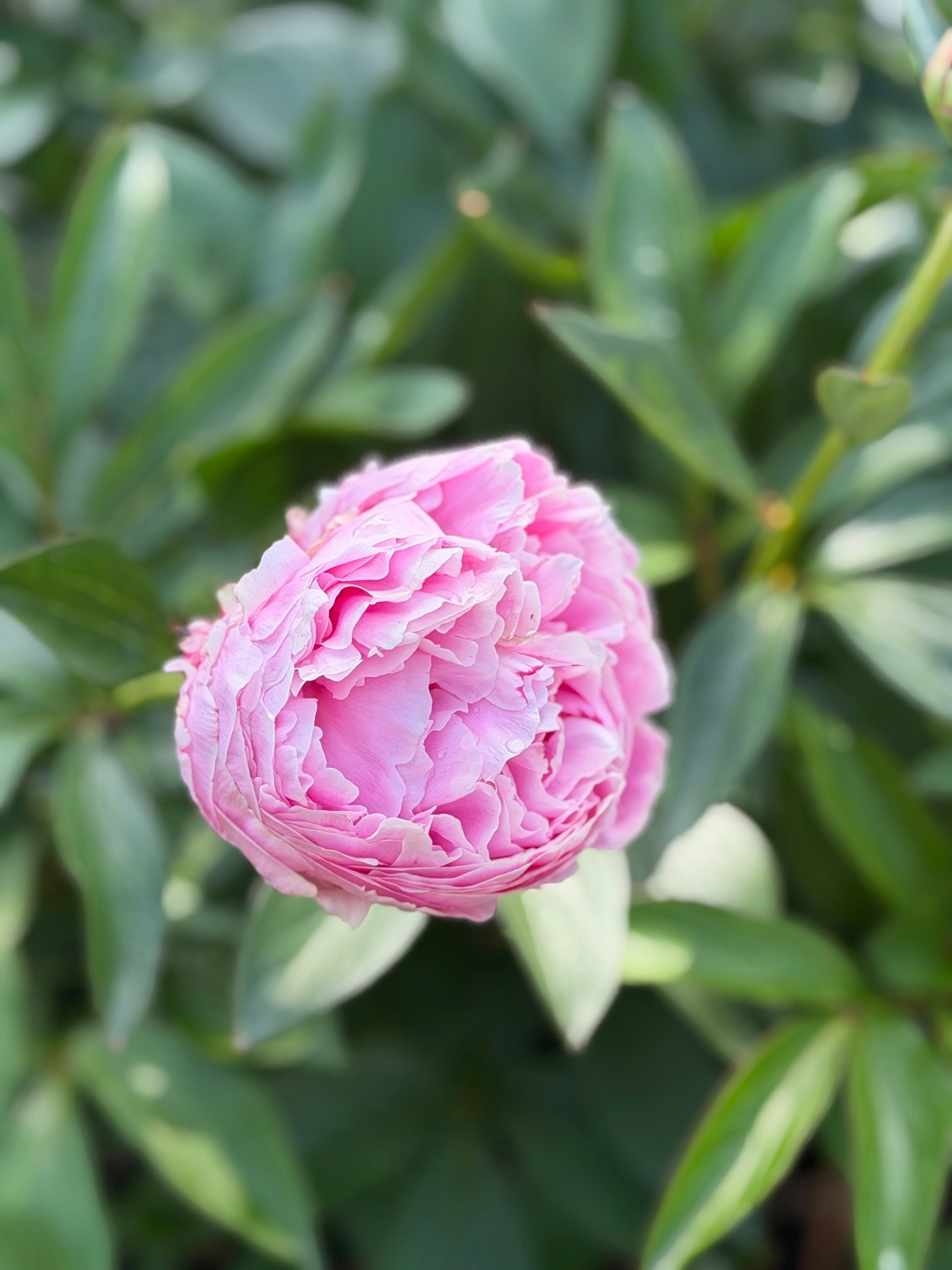 Pink Peony in Soft Focus Garden