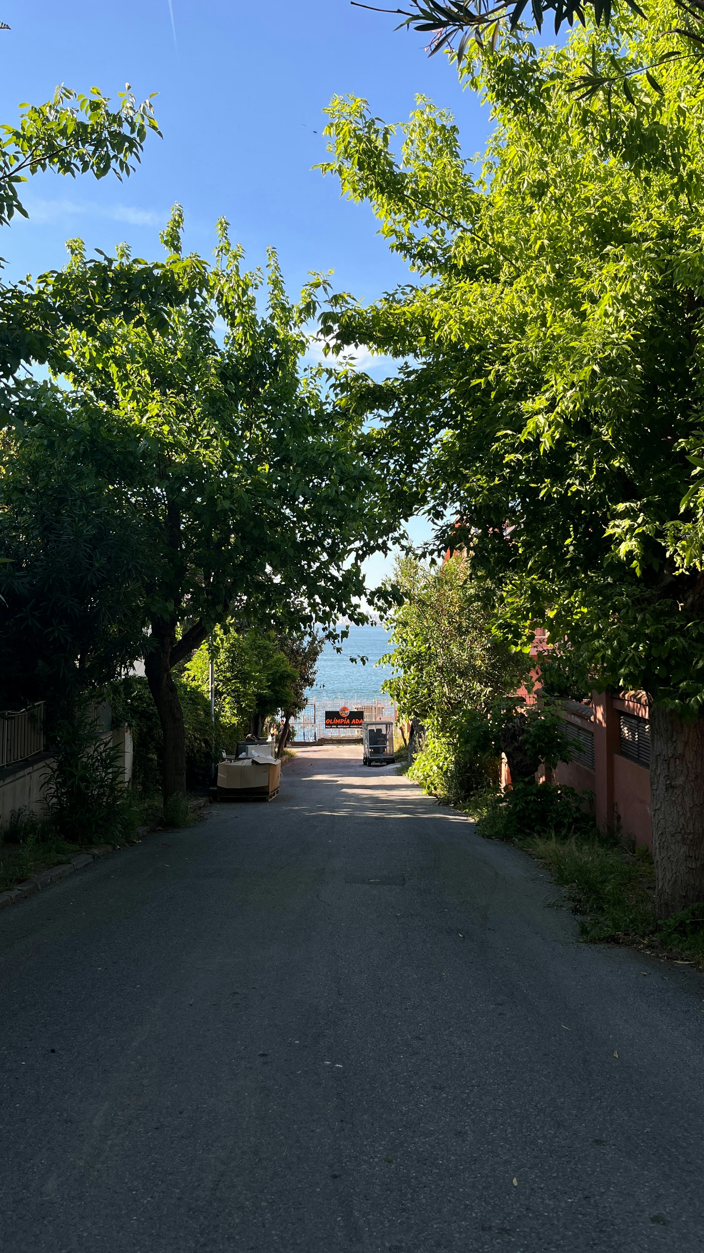 A tree-lined road leads down to the blue ocean.