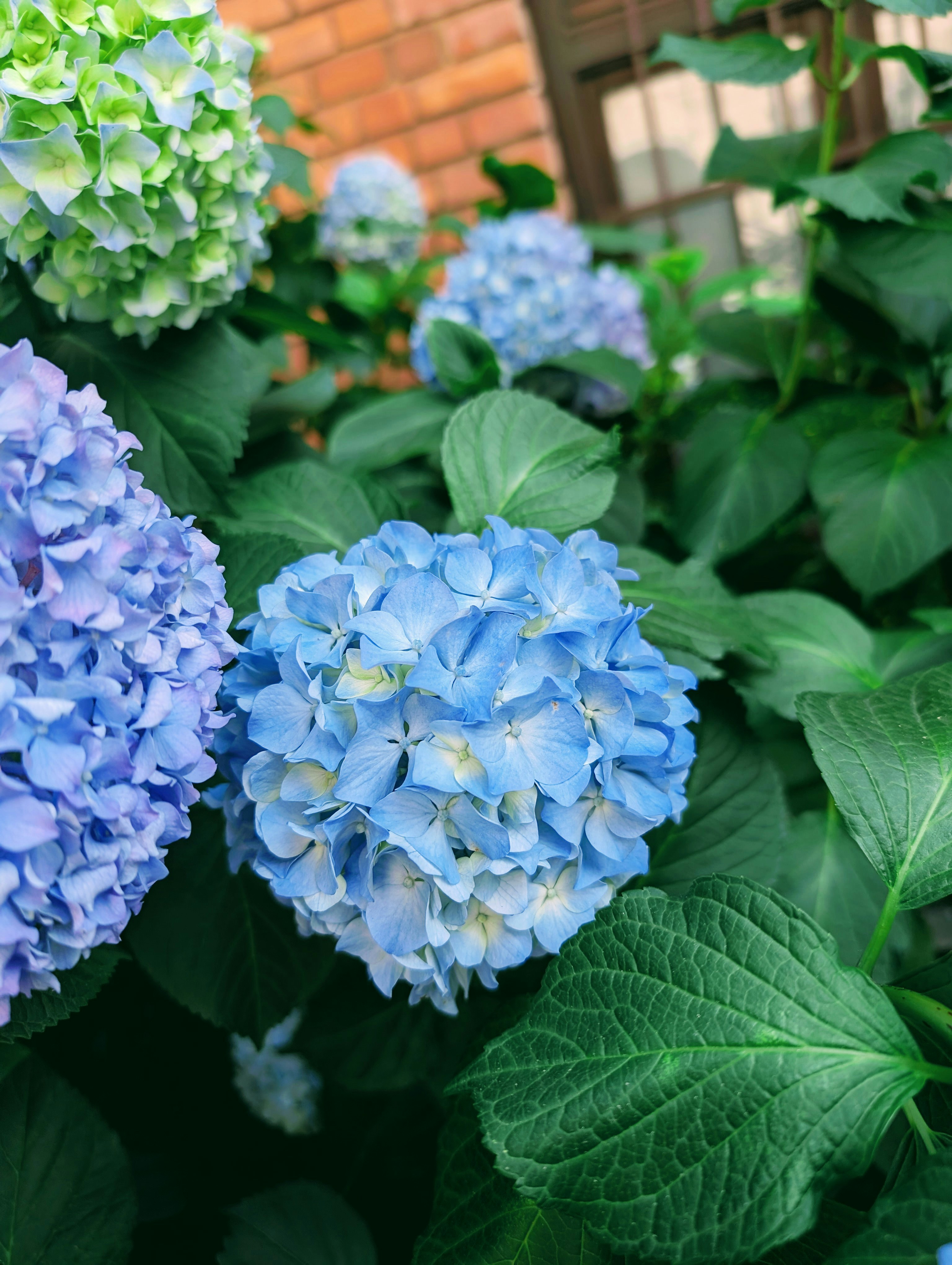 My lovely hydrangea 💙