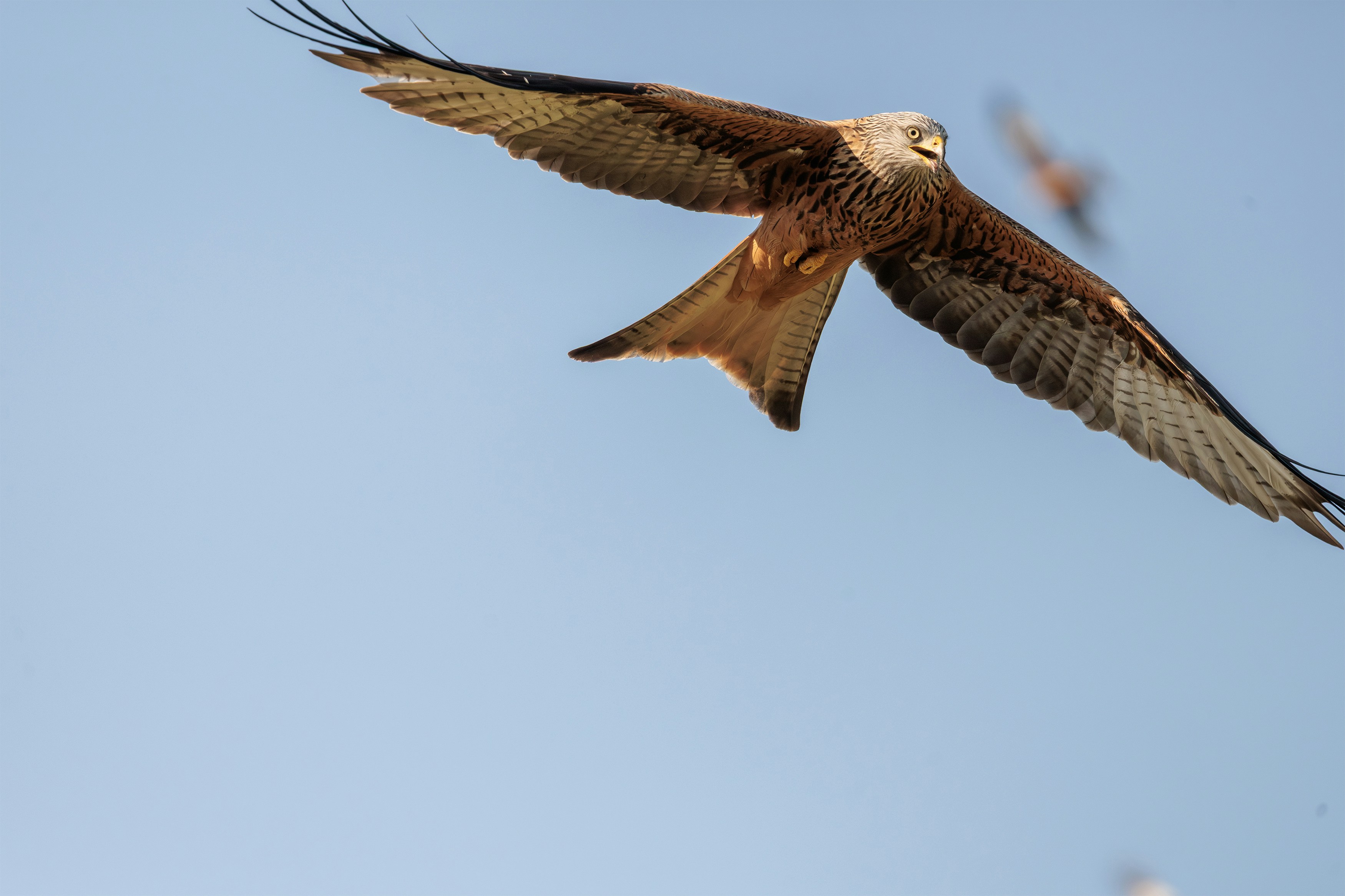 Red Kite