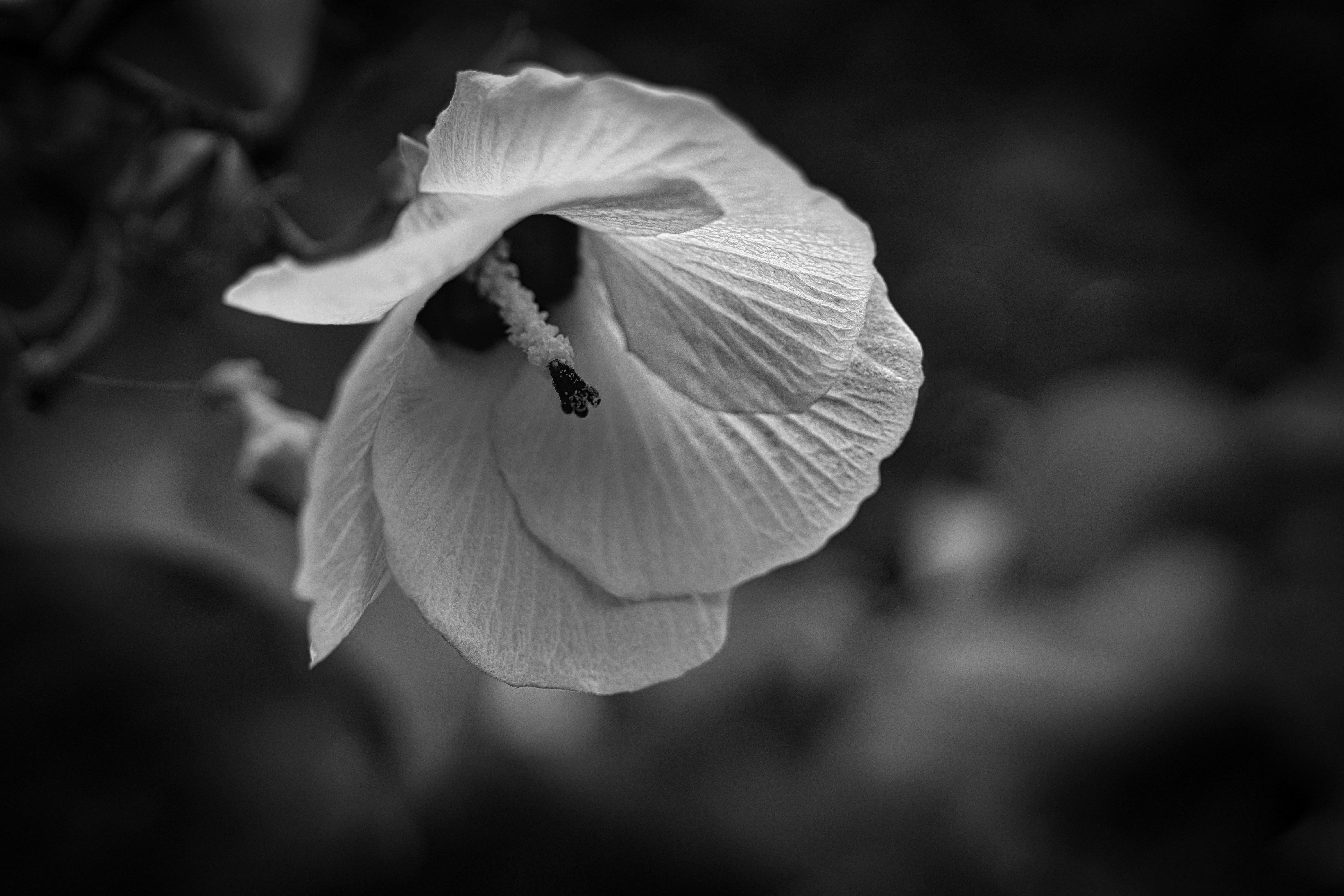 Petal in Focus: Subtle Light and Texture on a Monochrome Bloom