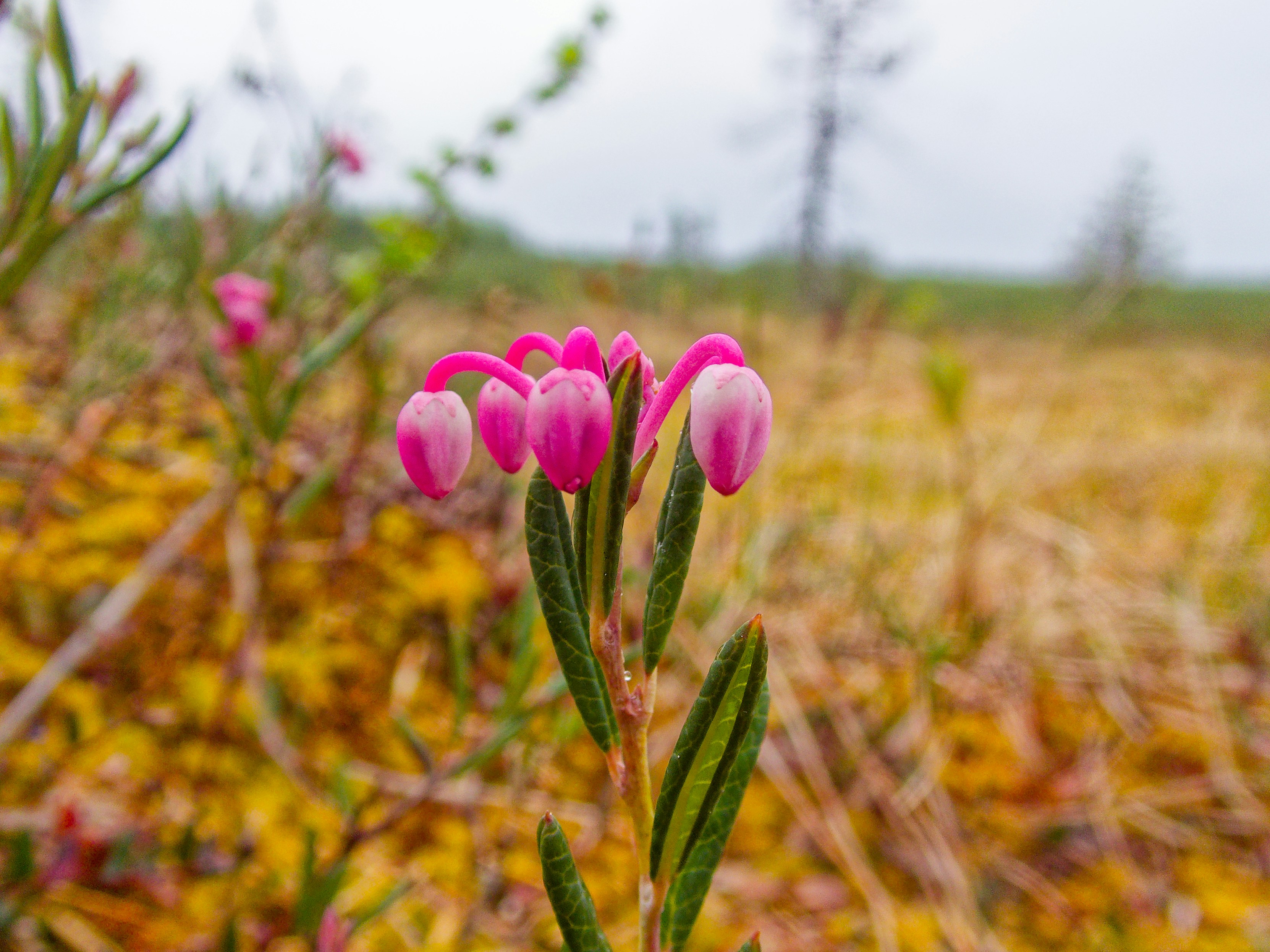 Bog rose-mary, Andromeda polifolia