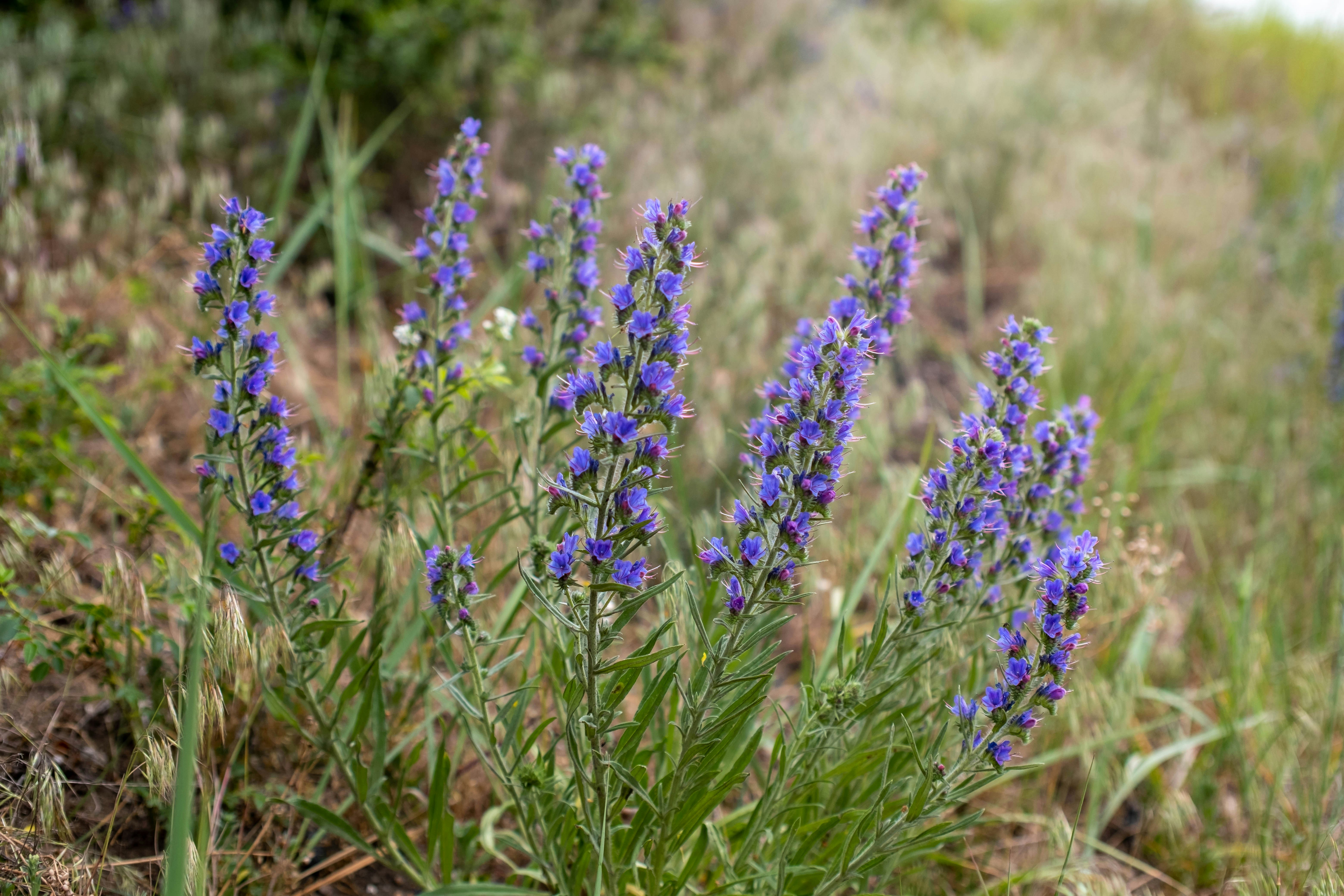 Lavender Bloom Line: A Quiet Prairie Wake of Purple Spires