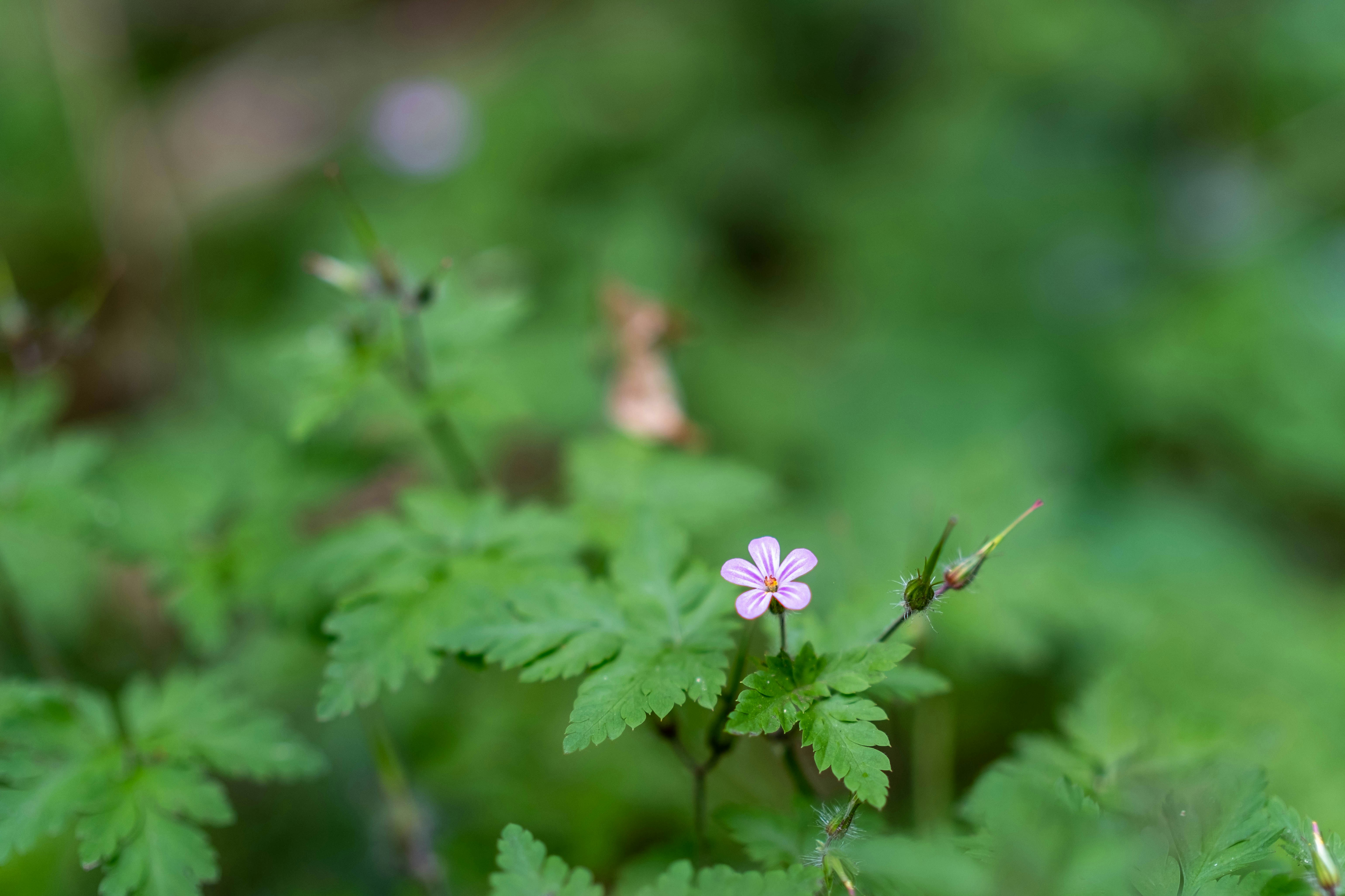 Herb Robert