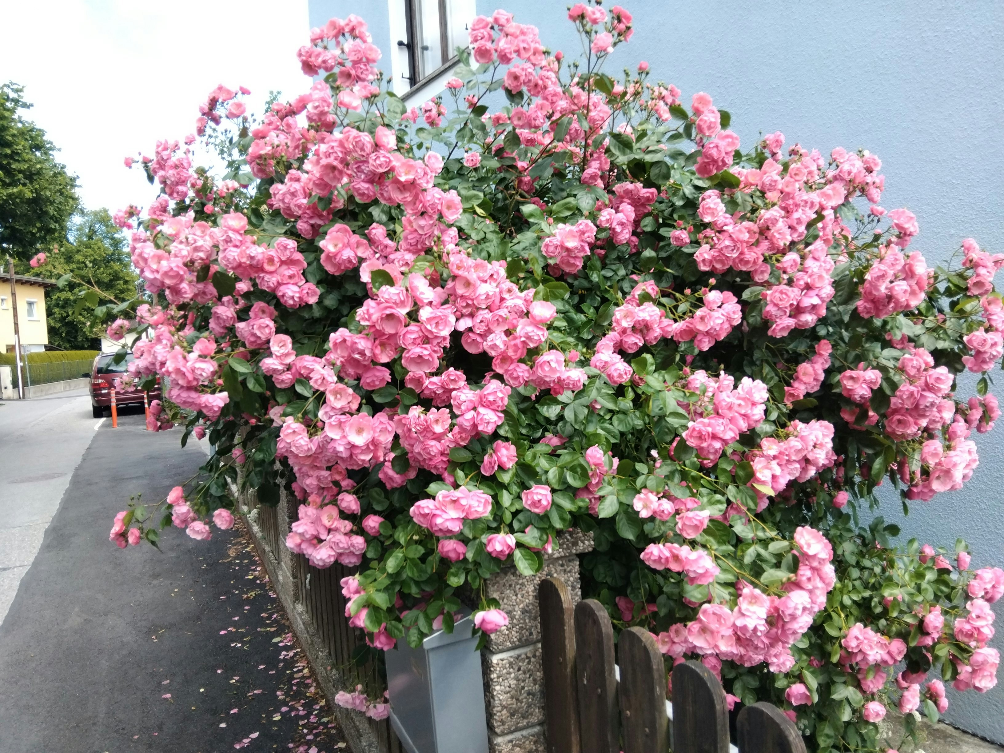 Pink Rose Cascade Over a Low Fence by a Quiet Street