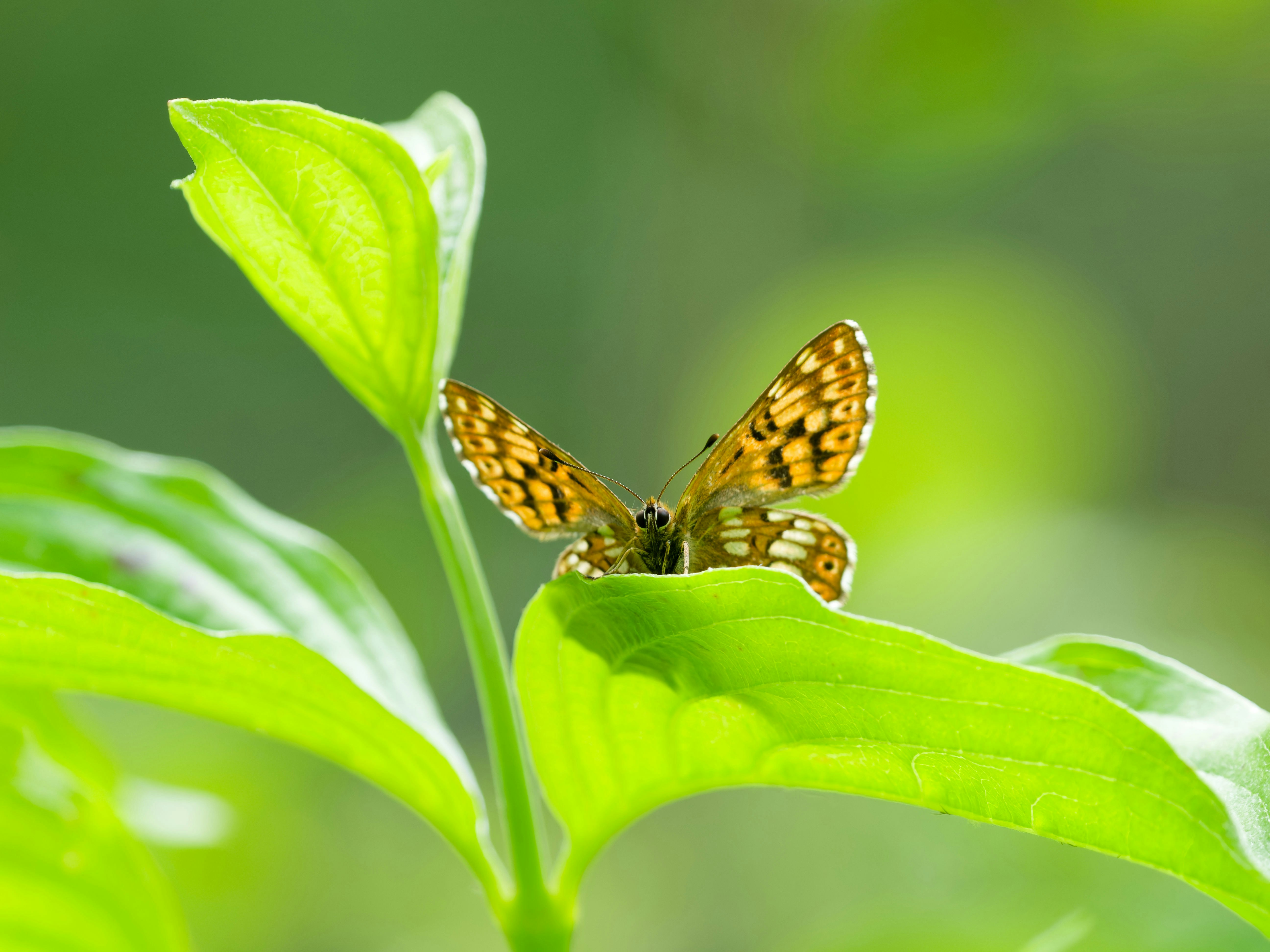 Amber Wings Between Green Veins