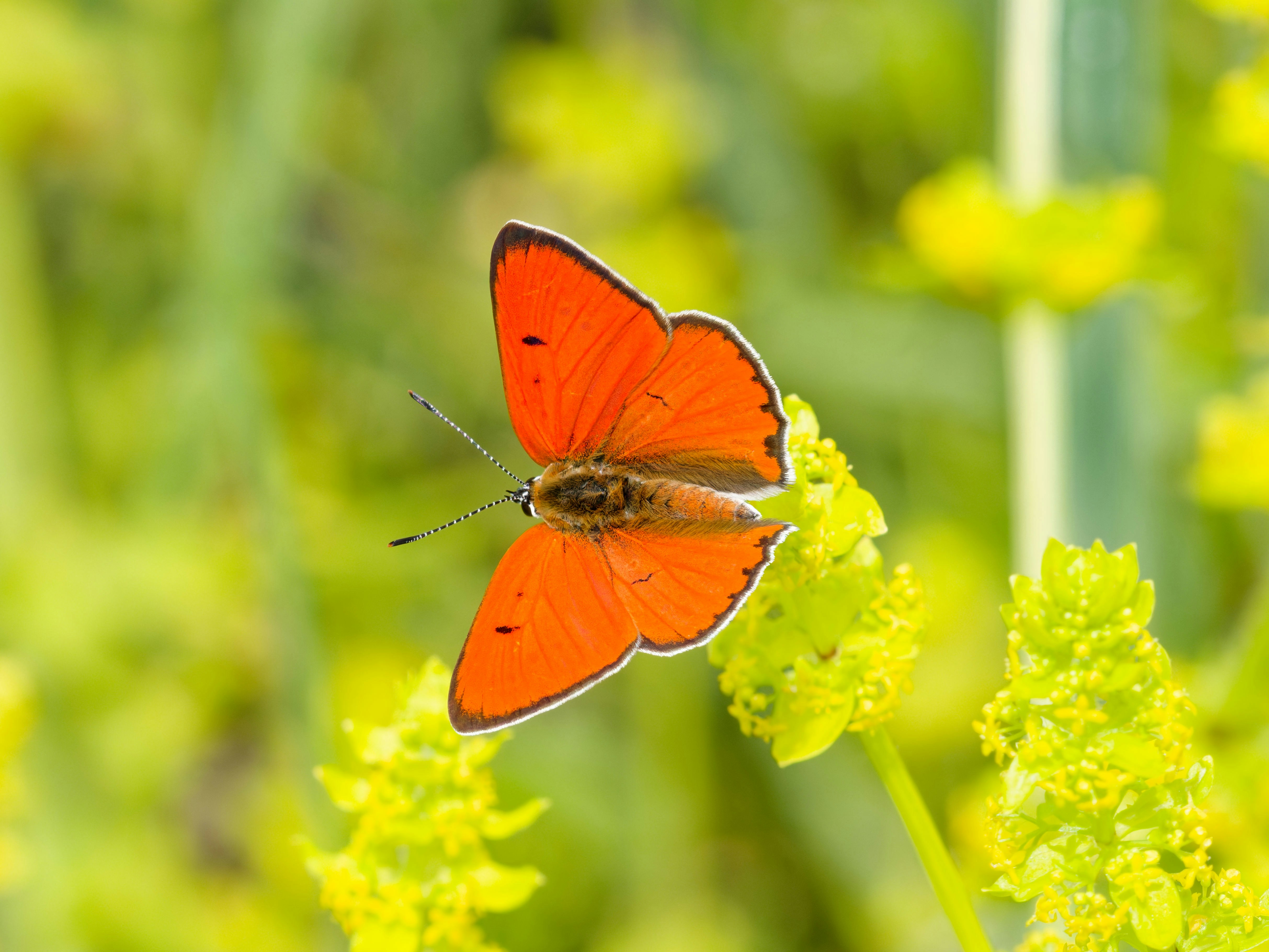 An orange butterfly rests on a yellow-green plant.