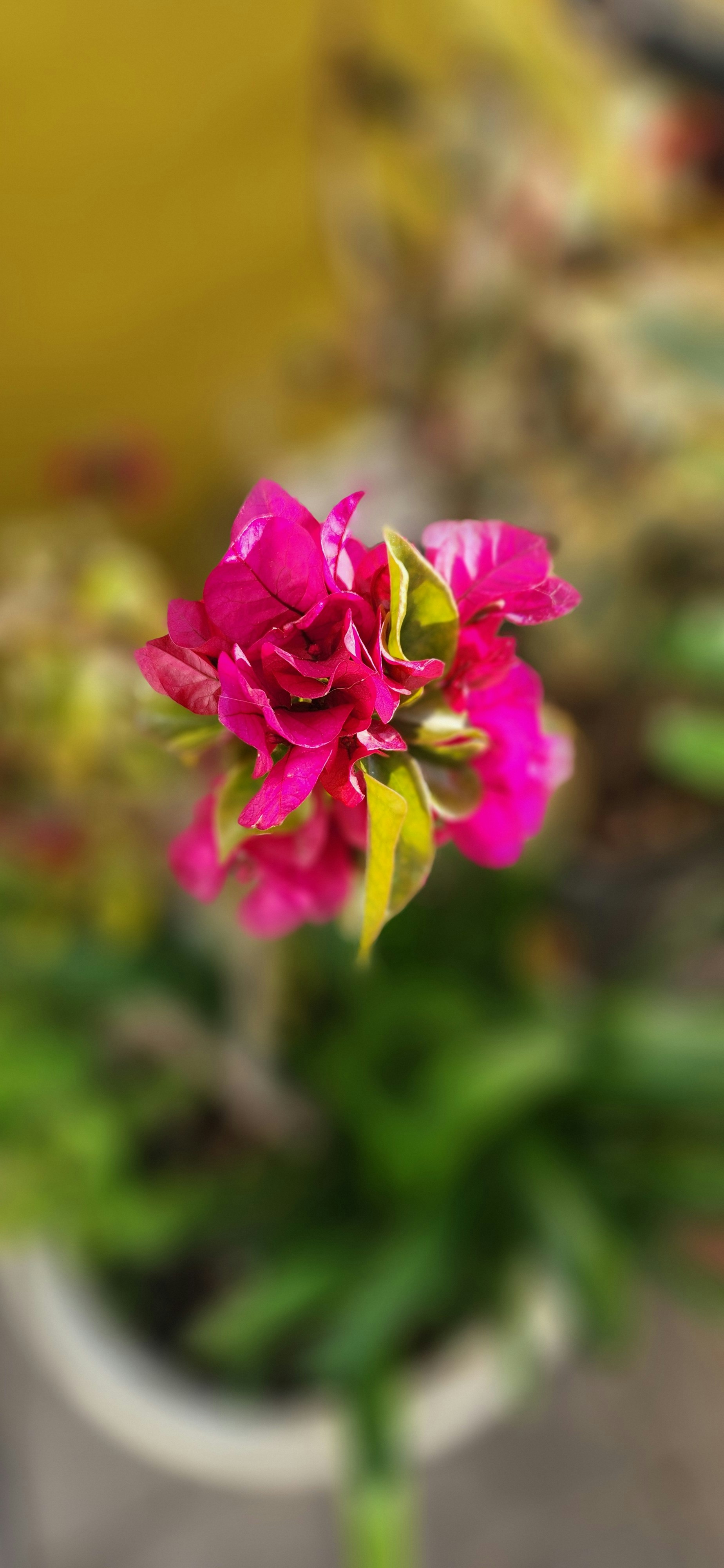 Vivid Bougainvillea Bloom framed in soft blur