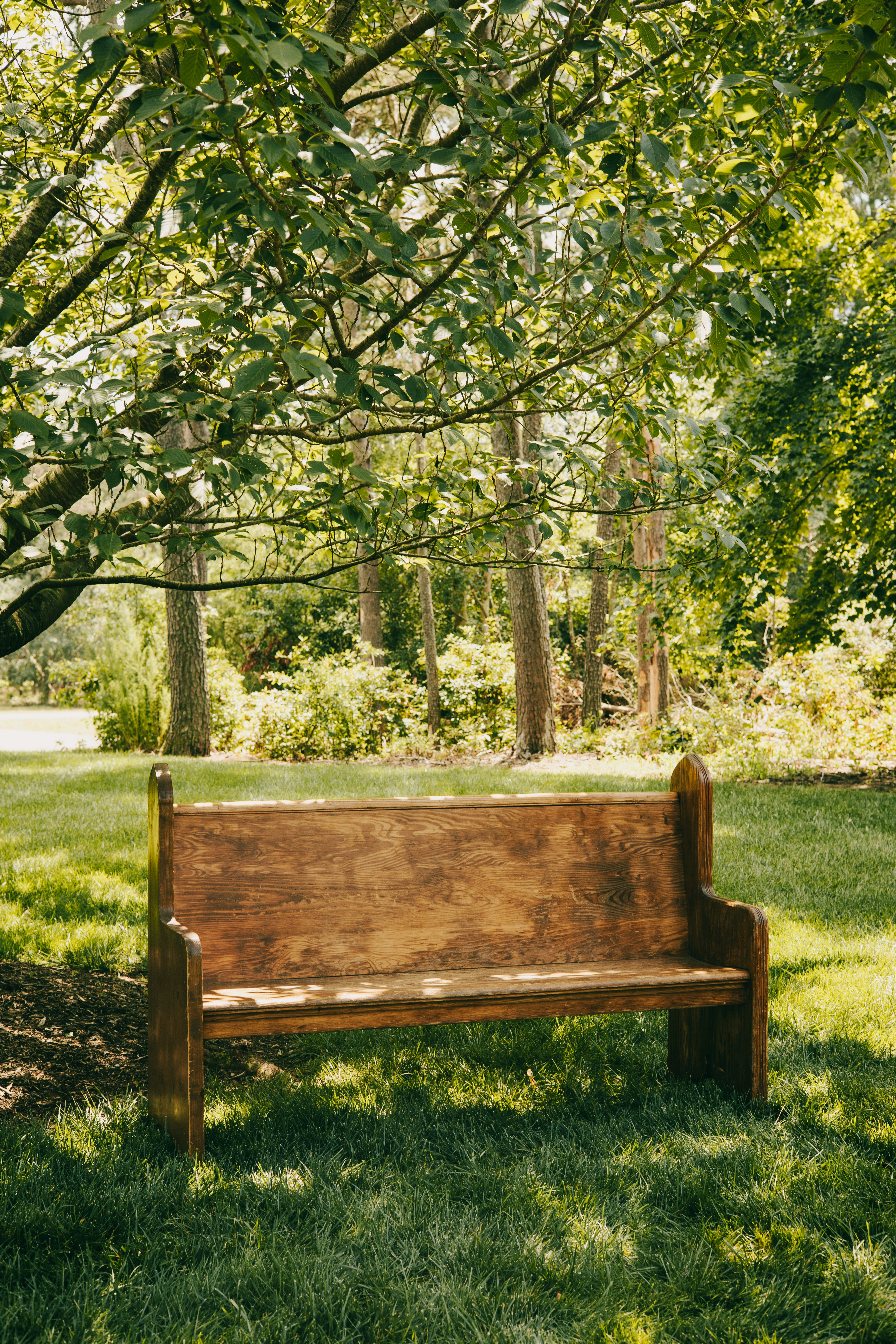Solace on the Park Bench: Quiet Light through Spring Leaves