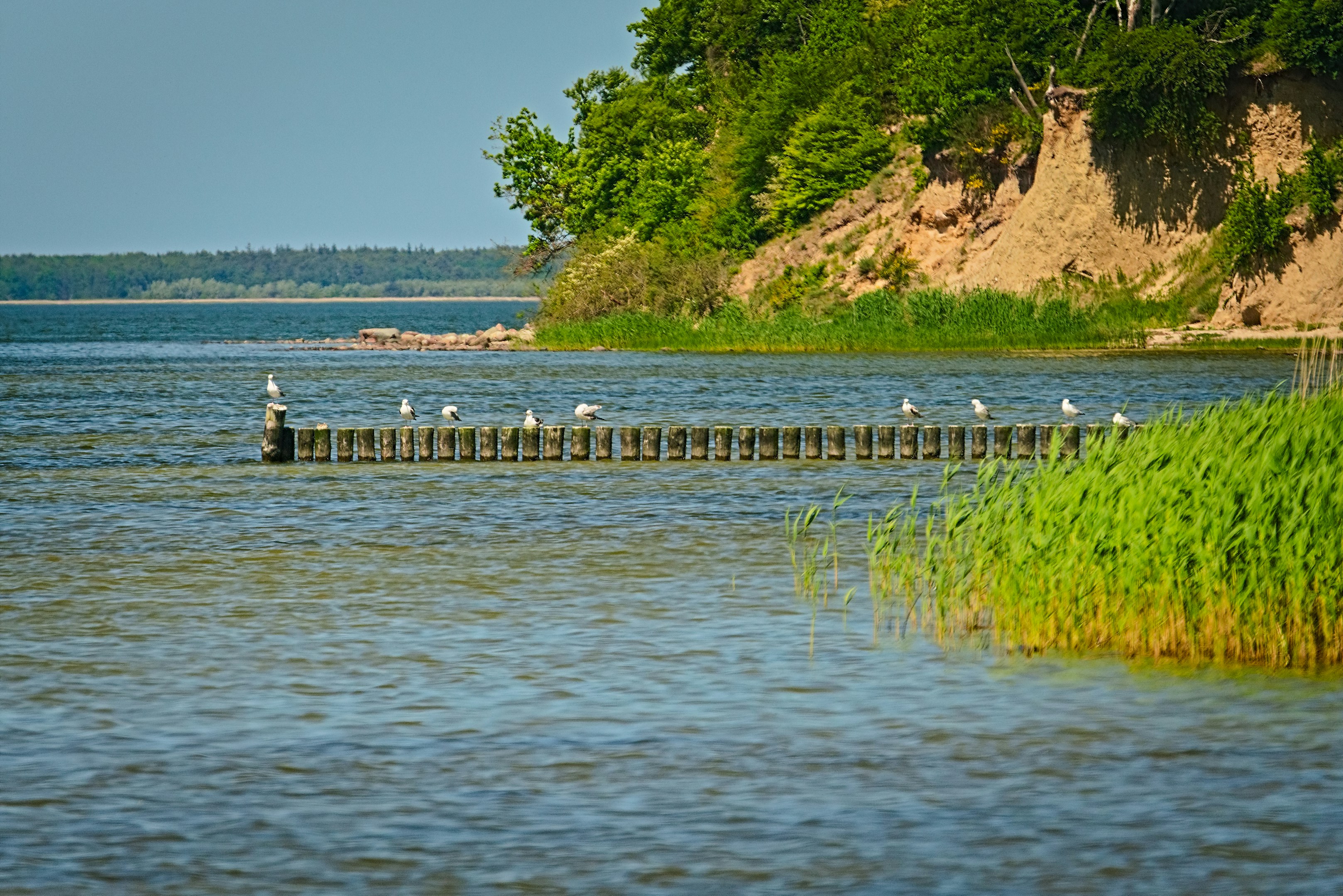 Seagull Parade on a Wooden Pier with Tree-Backed Cliffs