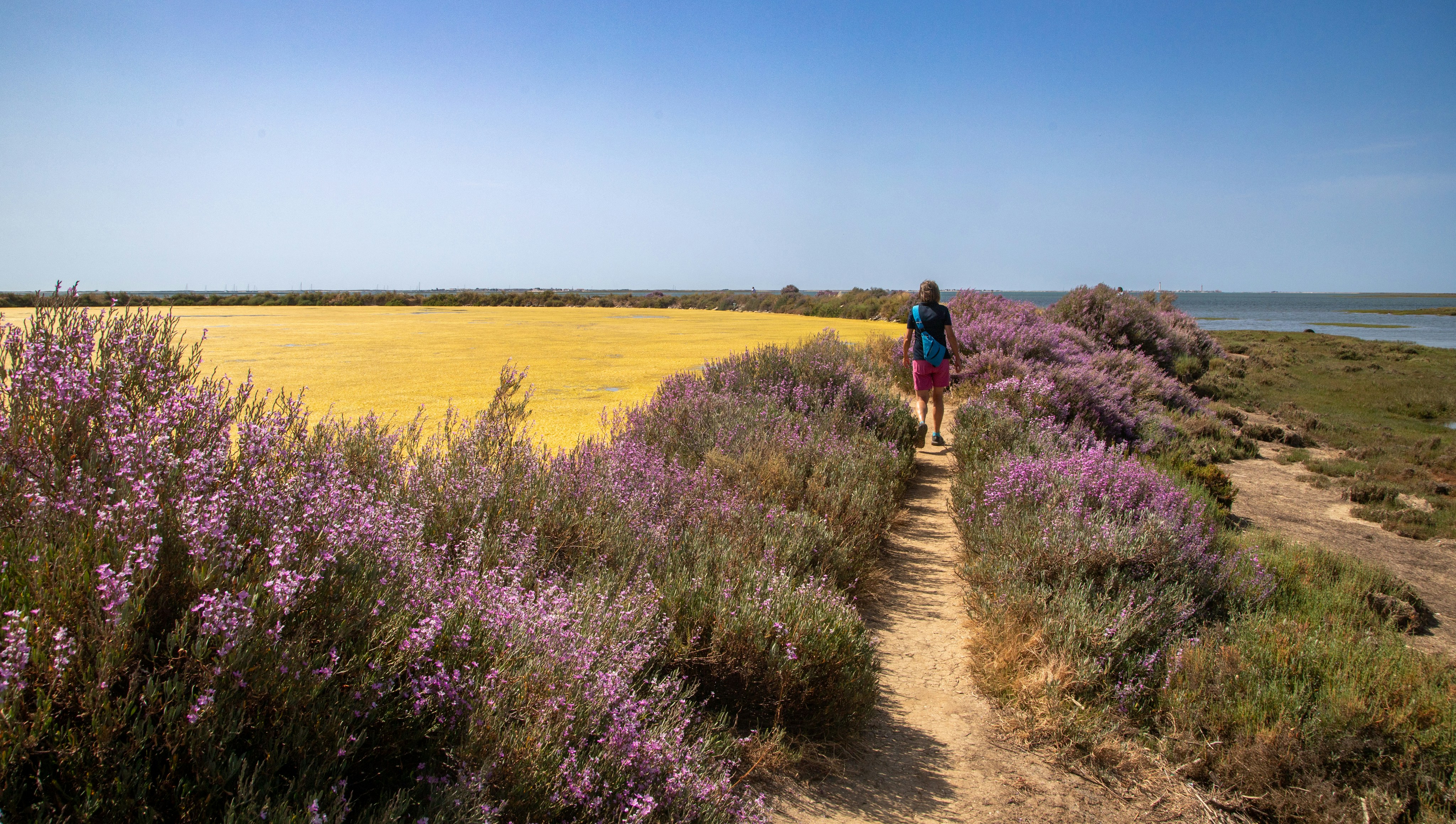 Path Through Purple Bloom: A Lone Hiker Traverses a Coastal Field