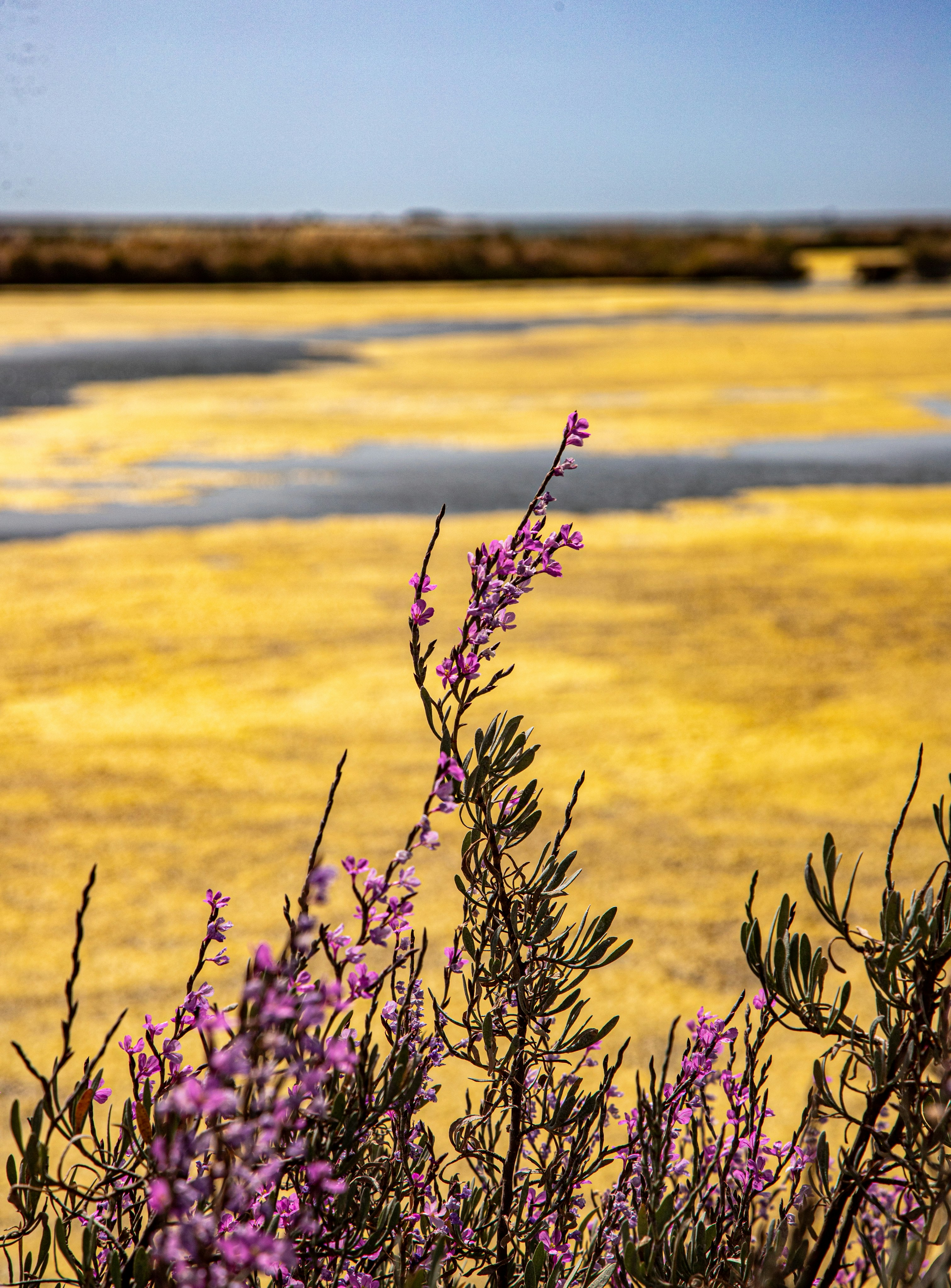 Purple sprigs in a sunlit marsh: a bloom in a desert-yellow landscape