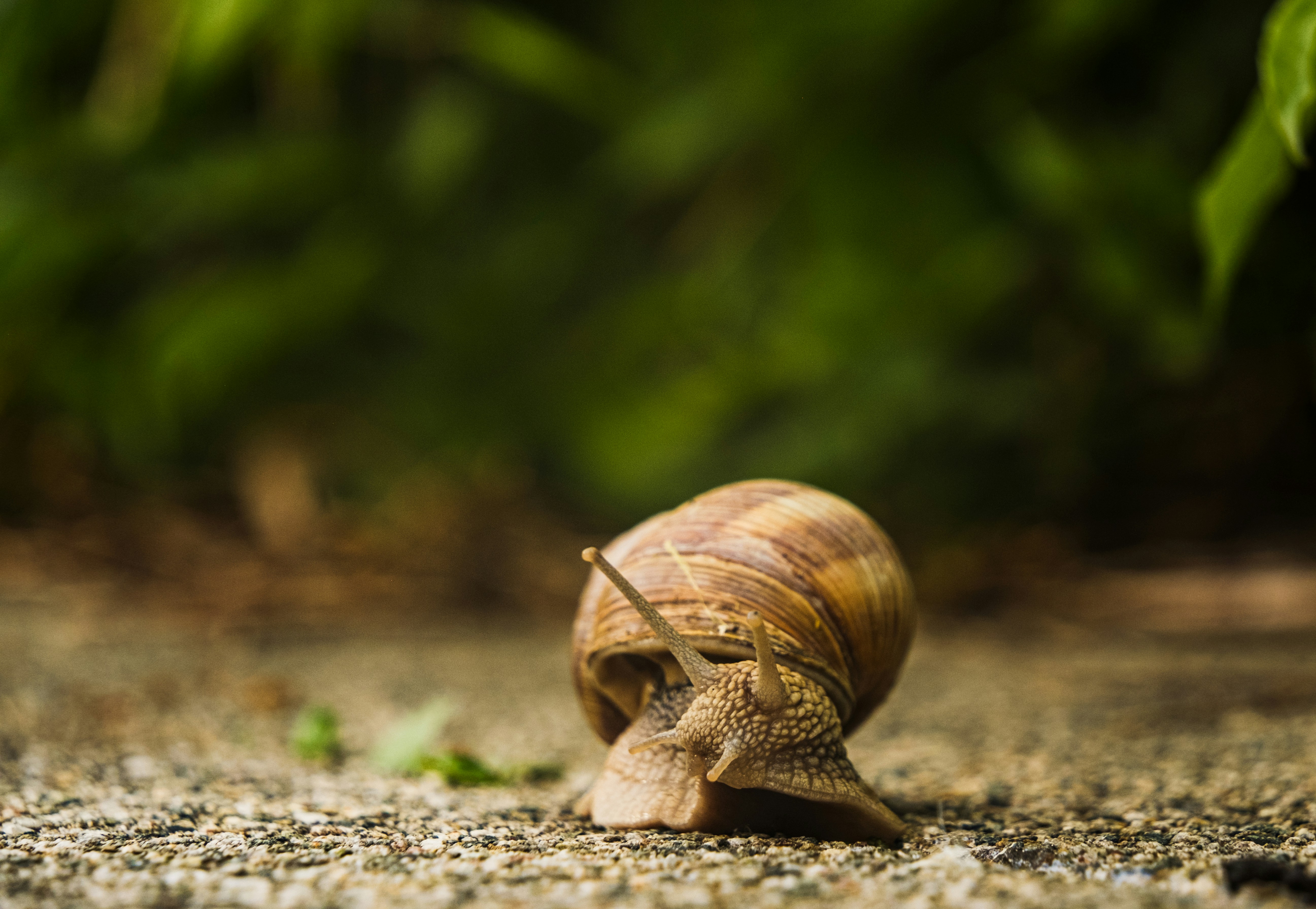 Close Up Shot of a snail crawling across a stony surface with a soft, dark green bokeh in the background.