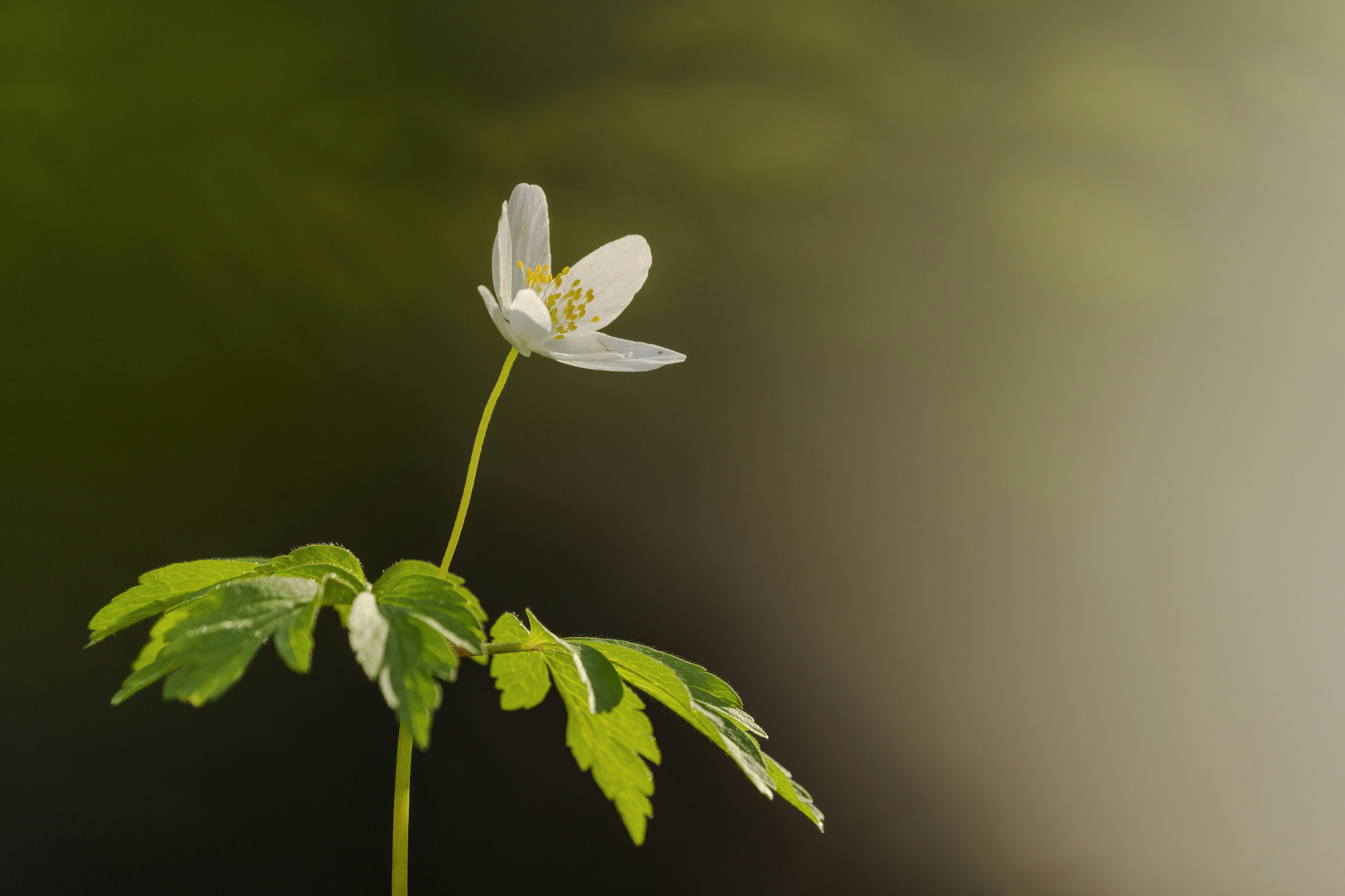 Delicate White Flower Reaching Toward Light