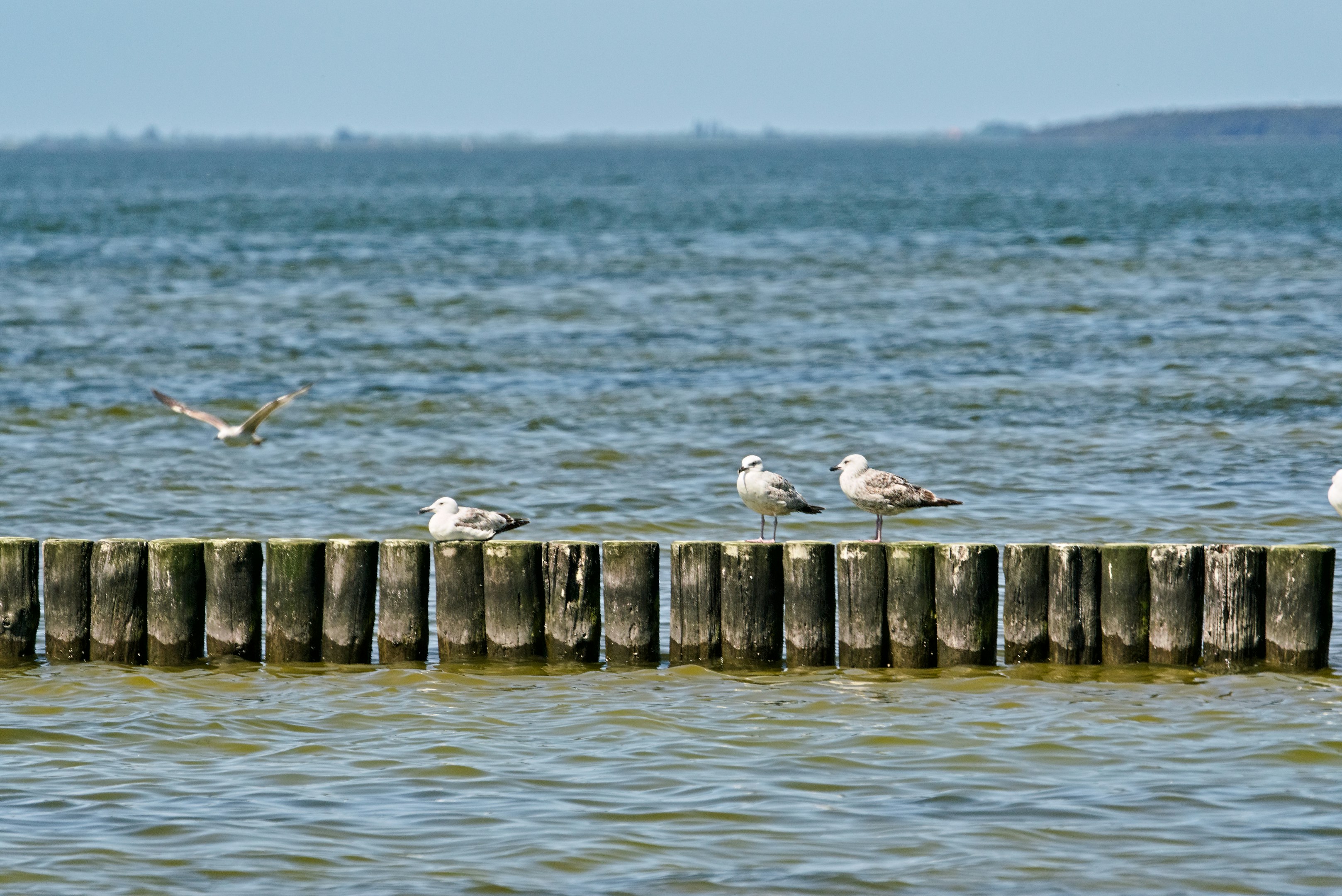 Seabirds on a Weathered Jetty at Dusk