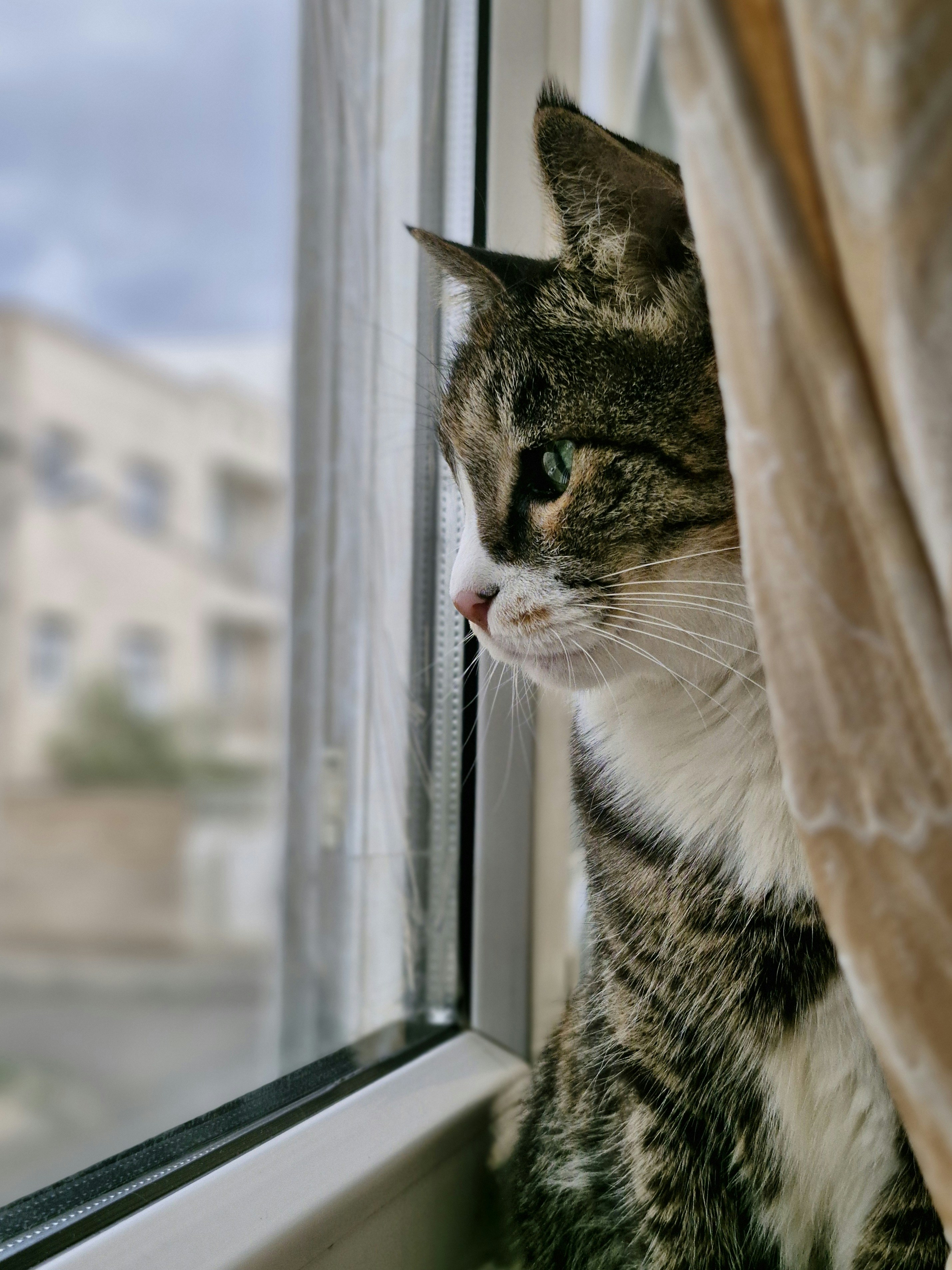 Curious Eyes at the Window