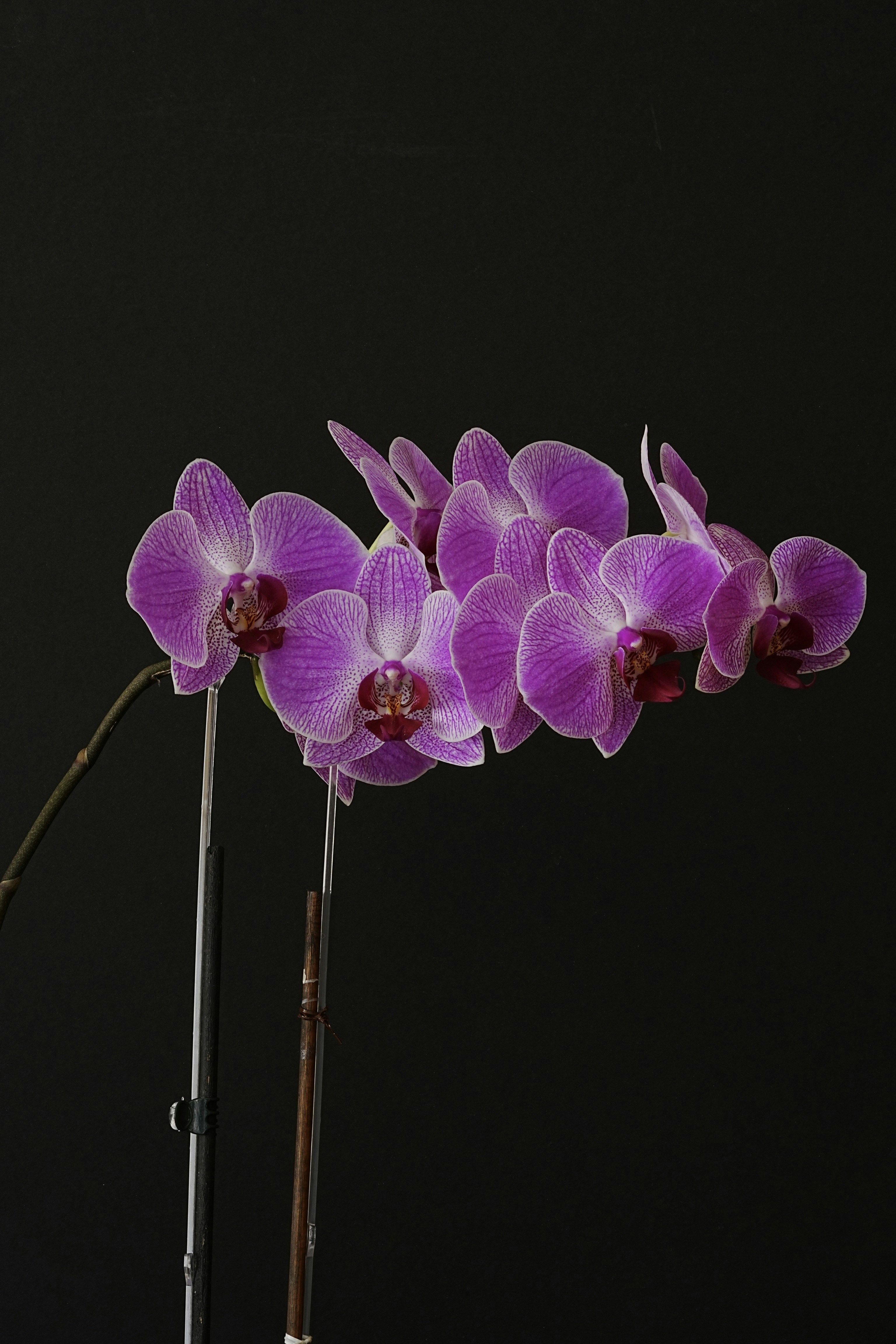 Violet orchid crescent against midnight hush