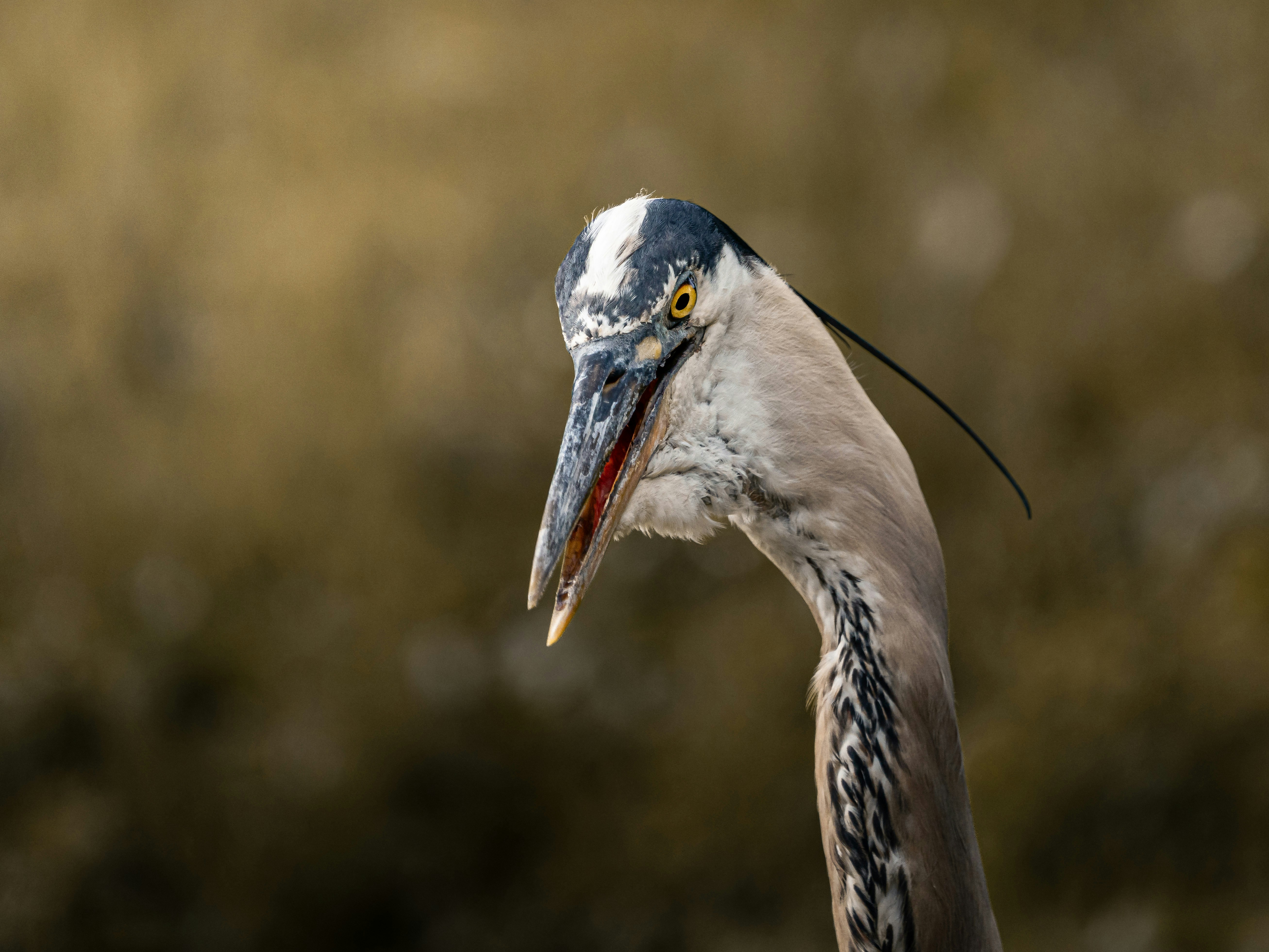 Stare of the Heron: A Spur-winged Gator in Focus