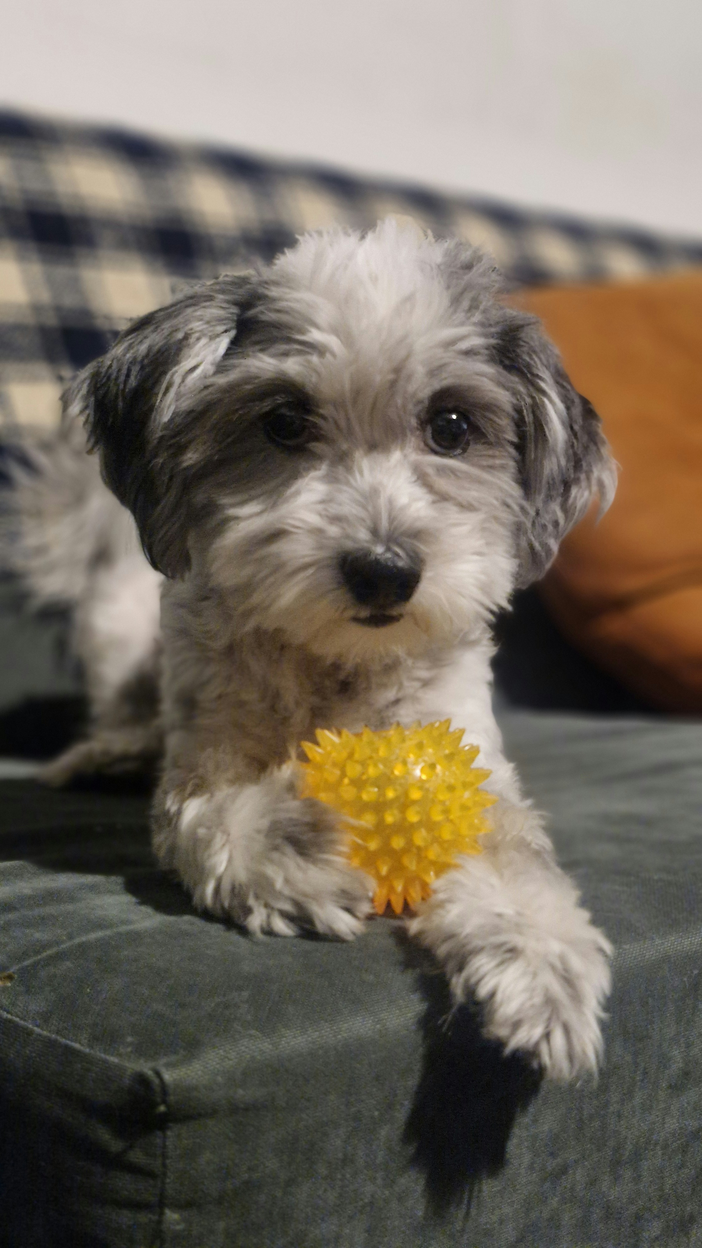 Playful puppy with a yellow spiky toy resting on a couch, soft focus background suggesting an indoor living space.